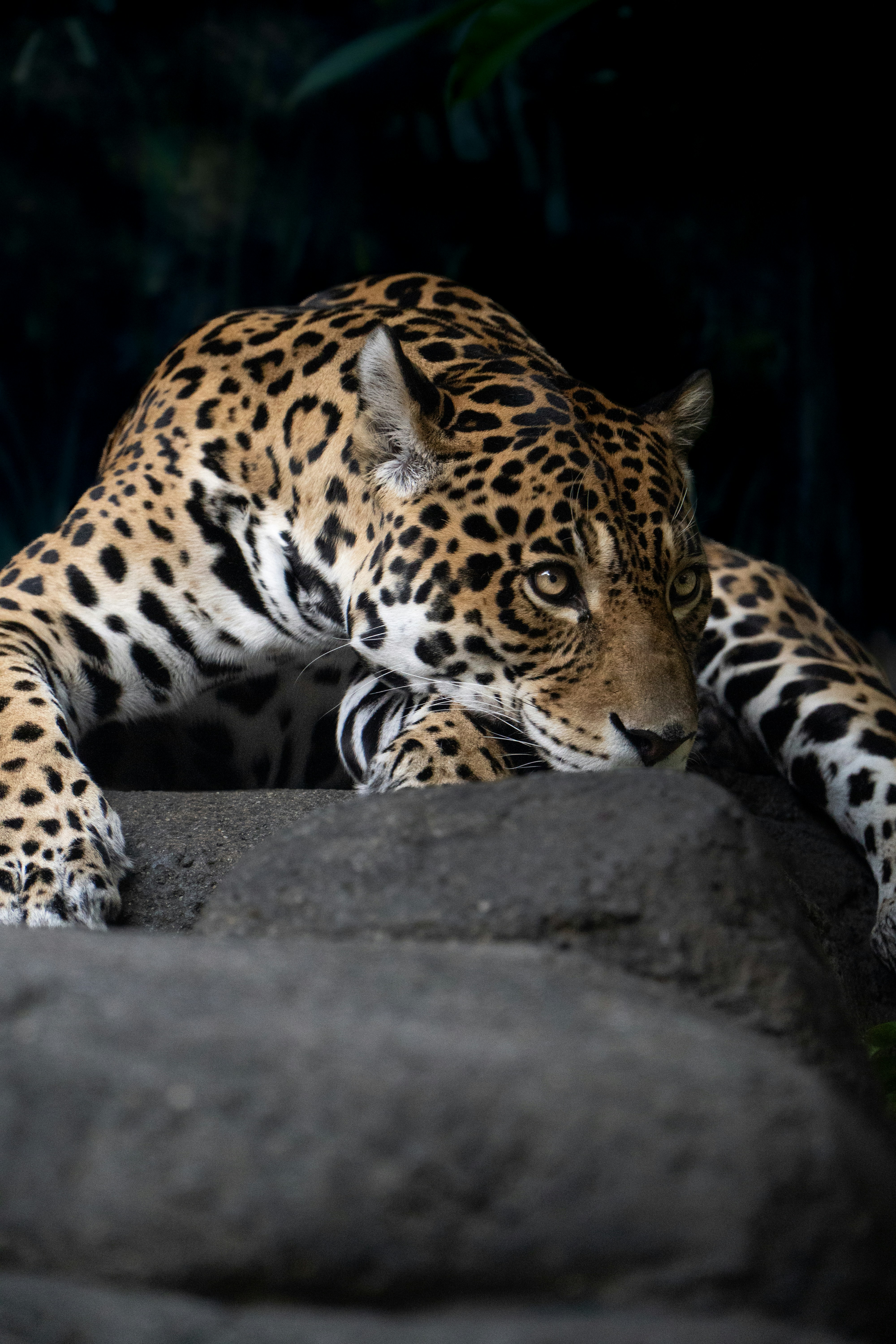 Leopard at Rest: Focused Gaze Over Weathered Stone
