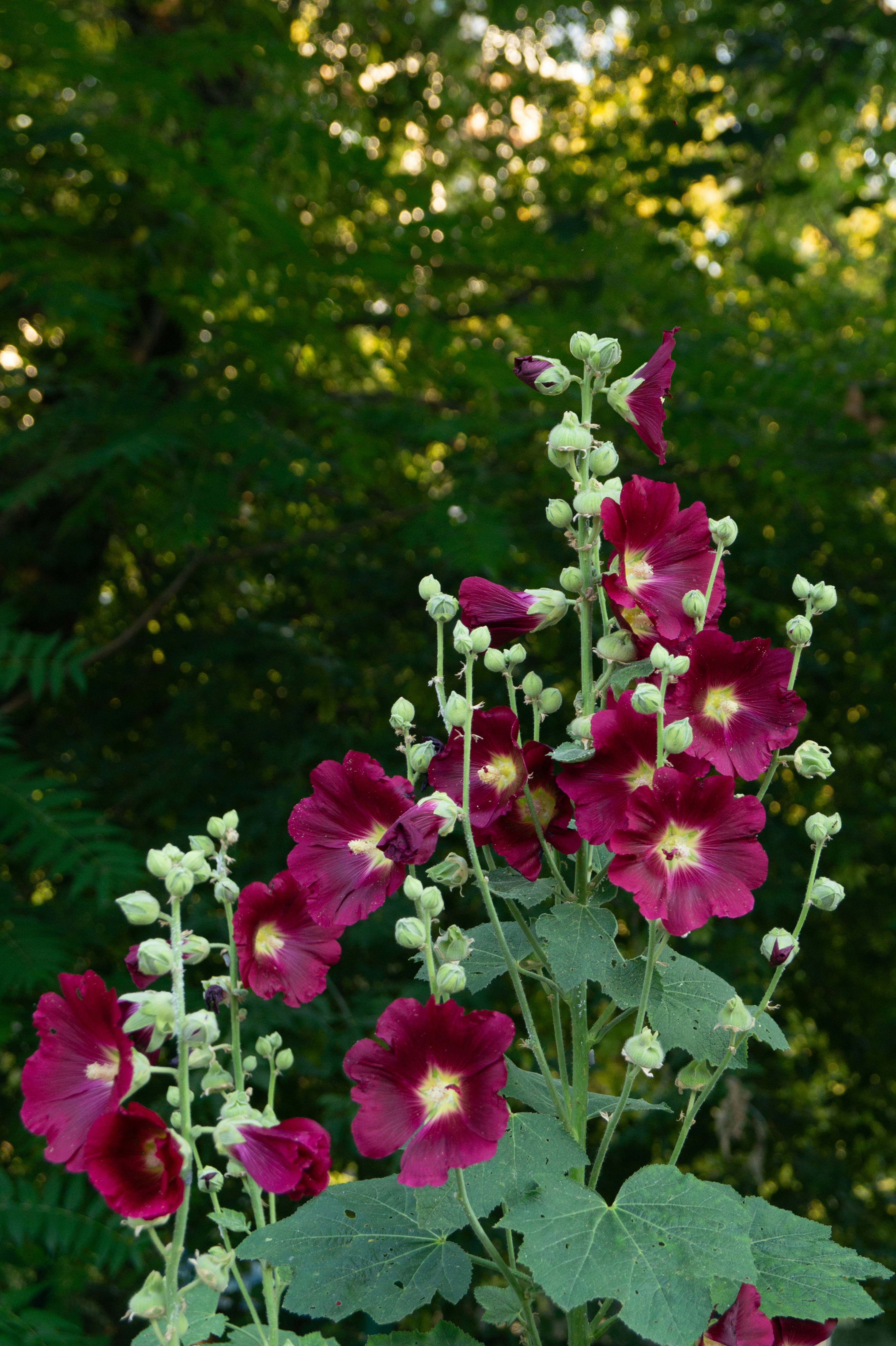 Vivid Crimson Borage Blooms Reaching Toward a Dappled Green Canopy