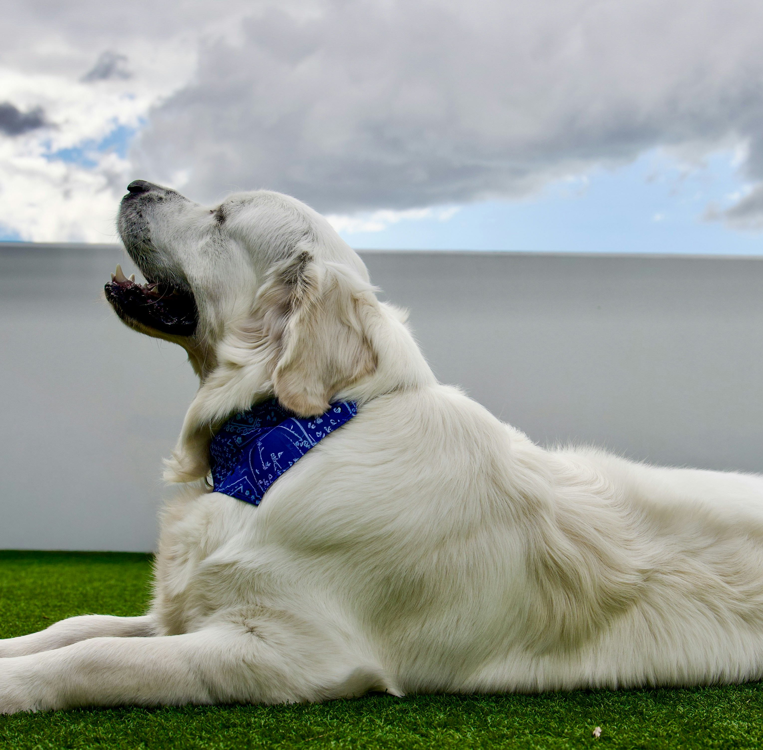 Loyal Sentinel: Golden Retriever Resting in Outdoor Light