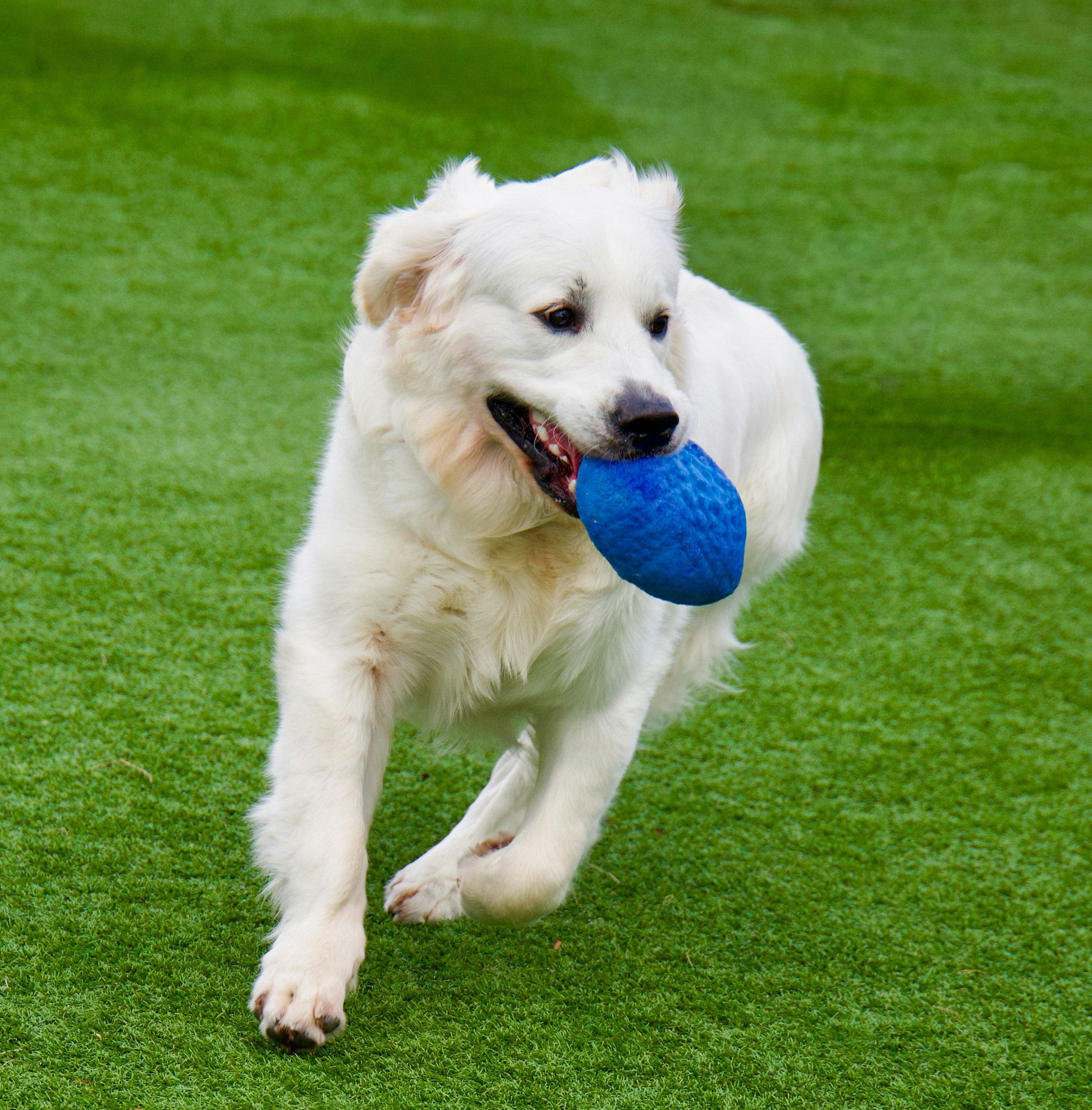 Blue Ball, Gold Grass: A Golden Retriever’s Joyful Fetch