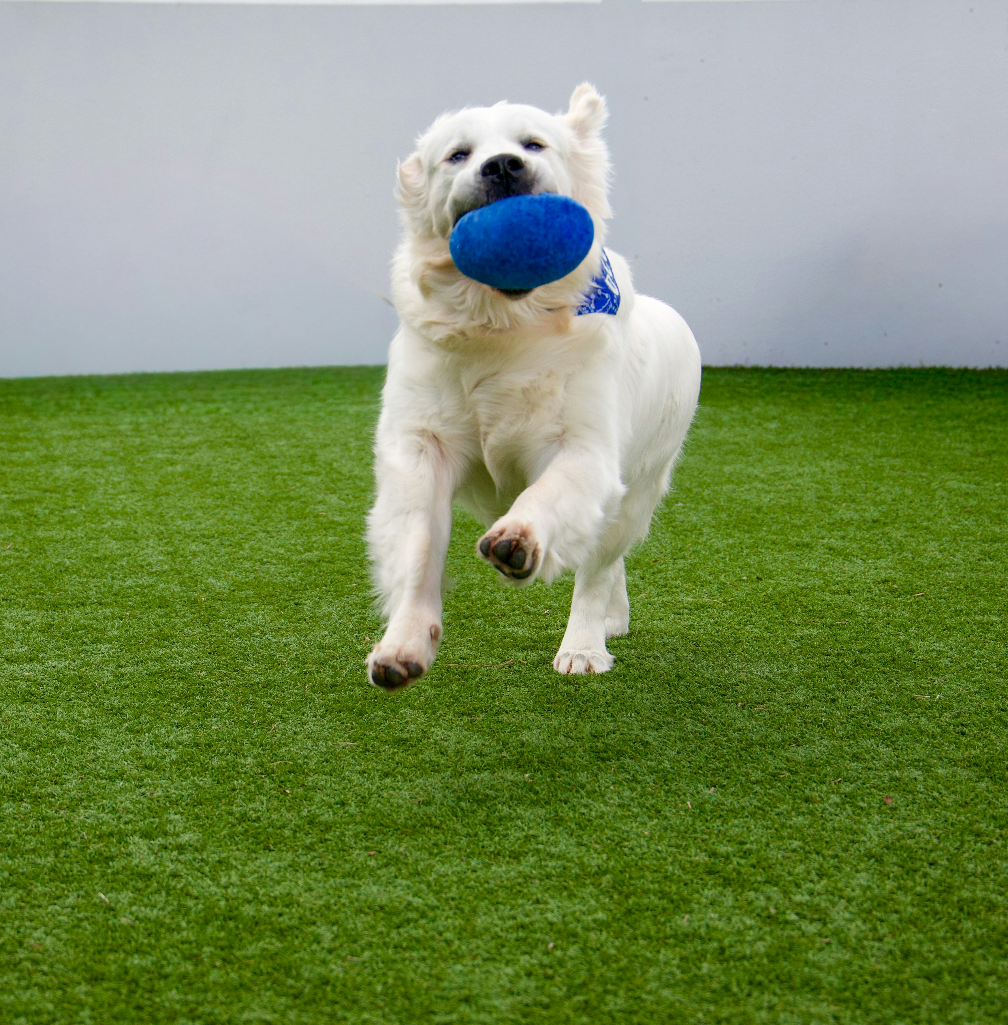 White Retriever in Mid-Leap with Blue Toy on a Green Lawn