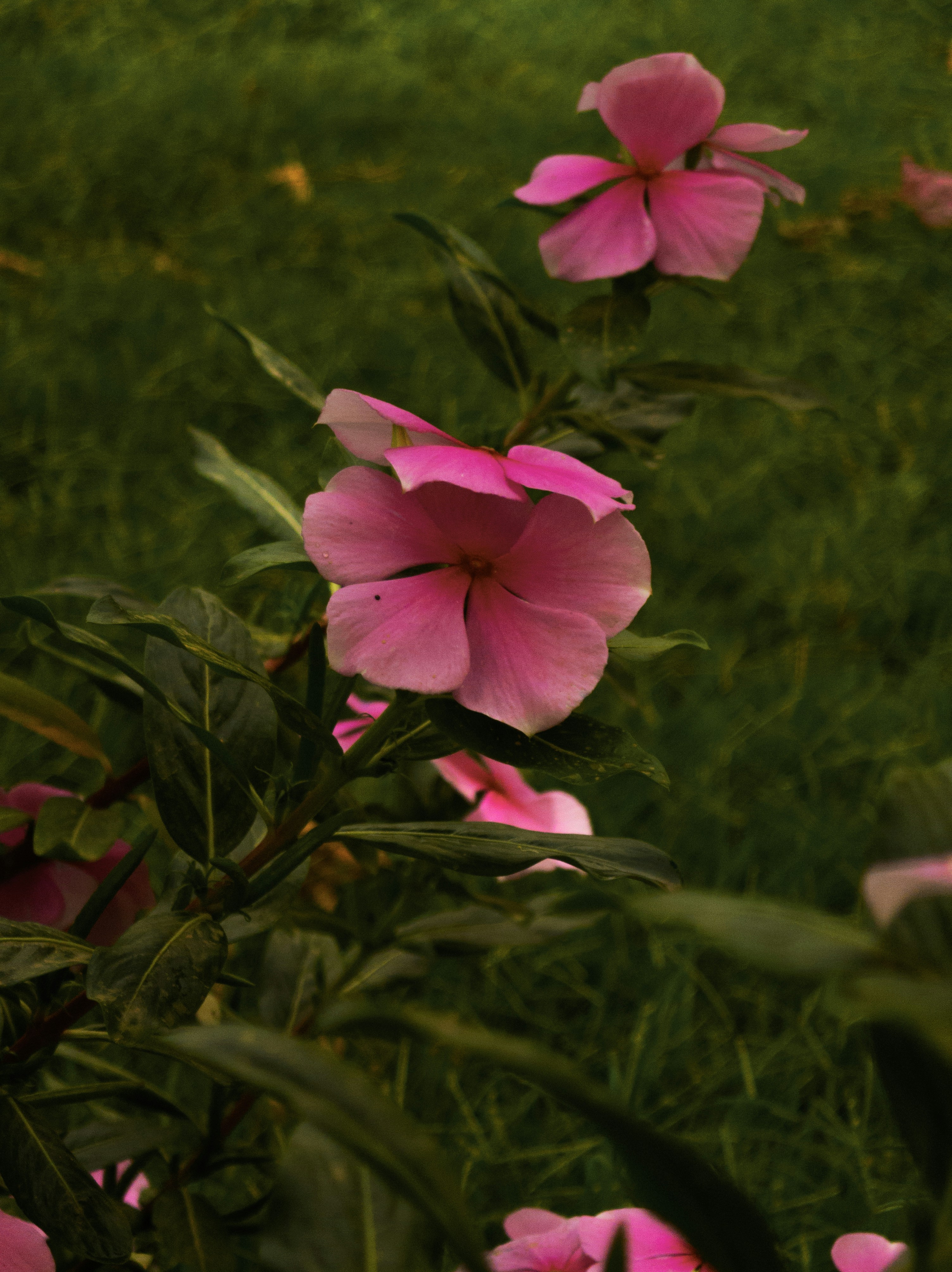Pink Imperial Bloom: A Cluster of Hued Petals in Soft Focus