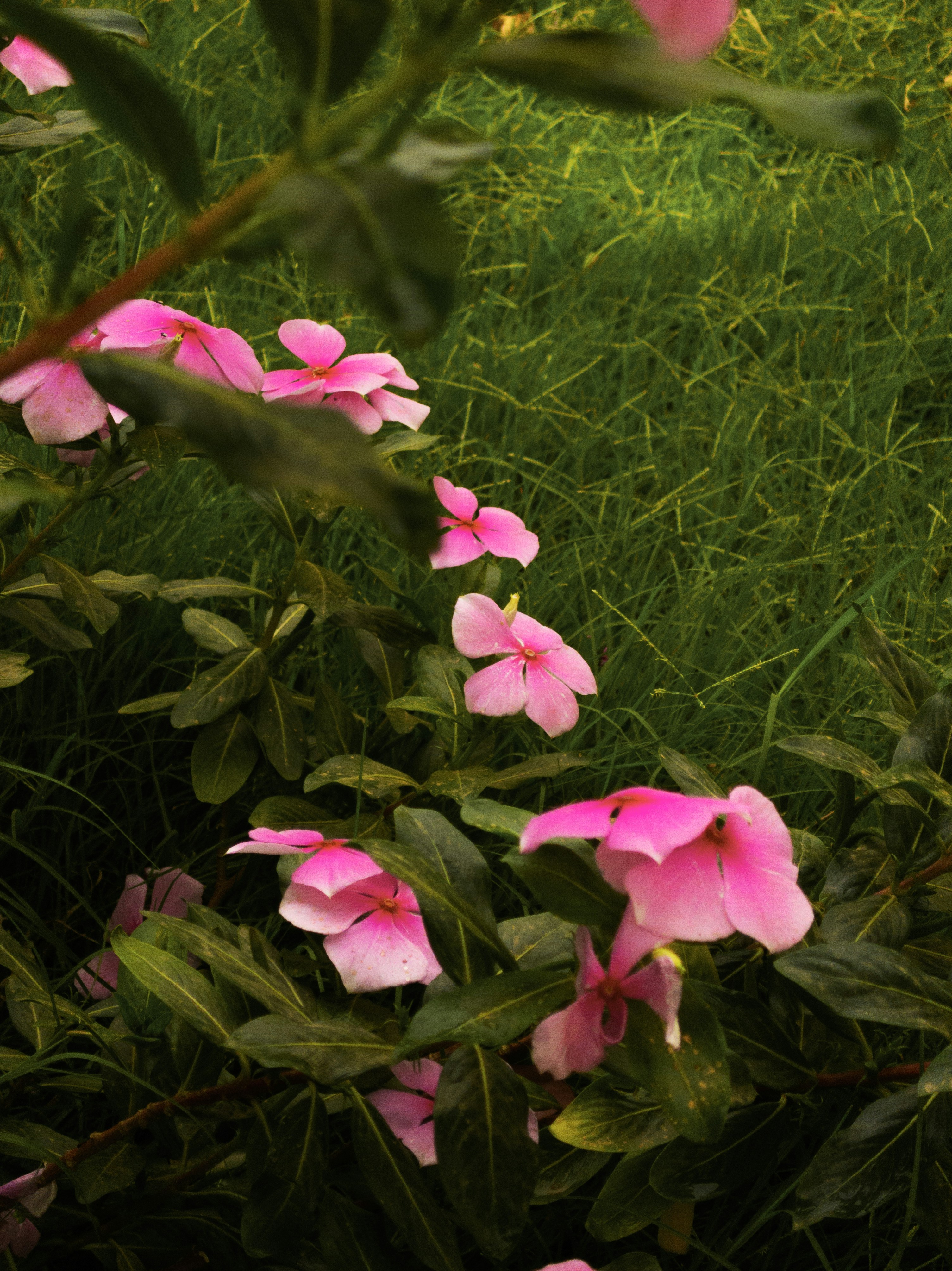 Pink blossoms threading through emerald foliage