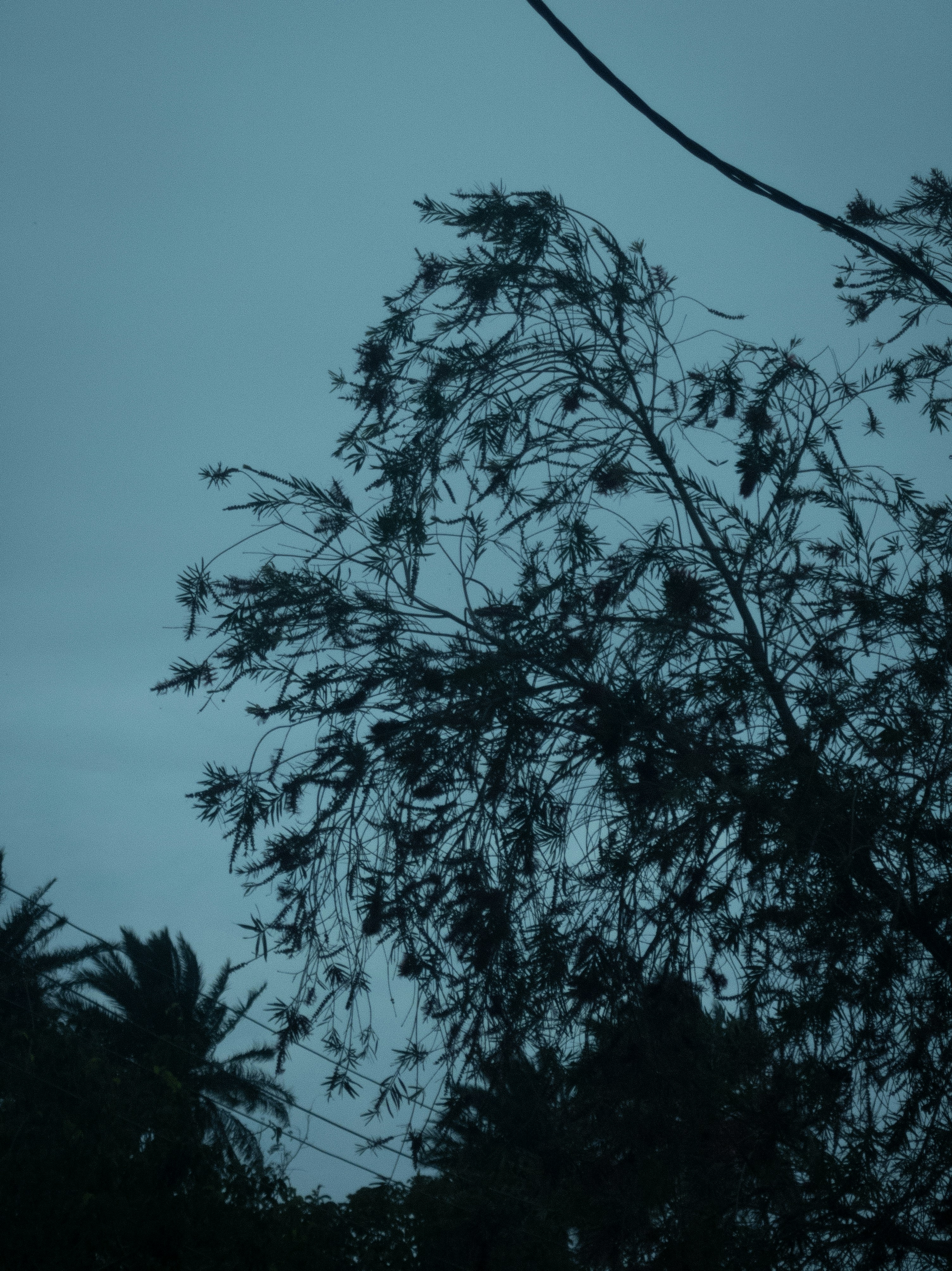 Silhouetted Tree Canopy Against Dusked Sky
