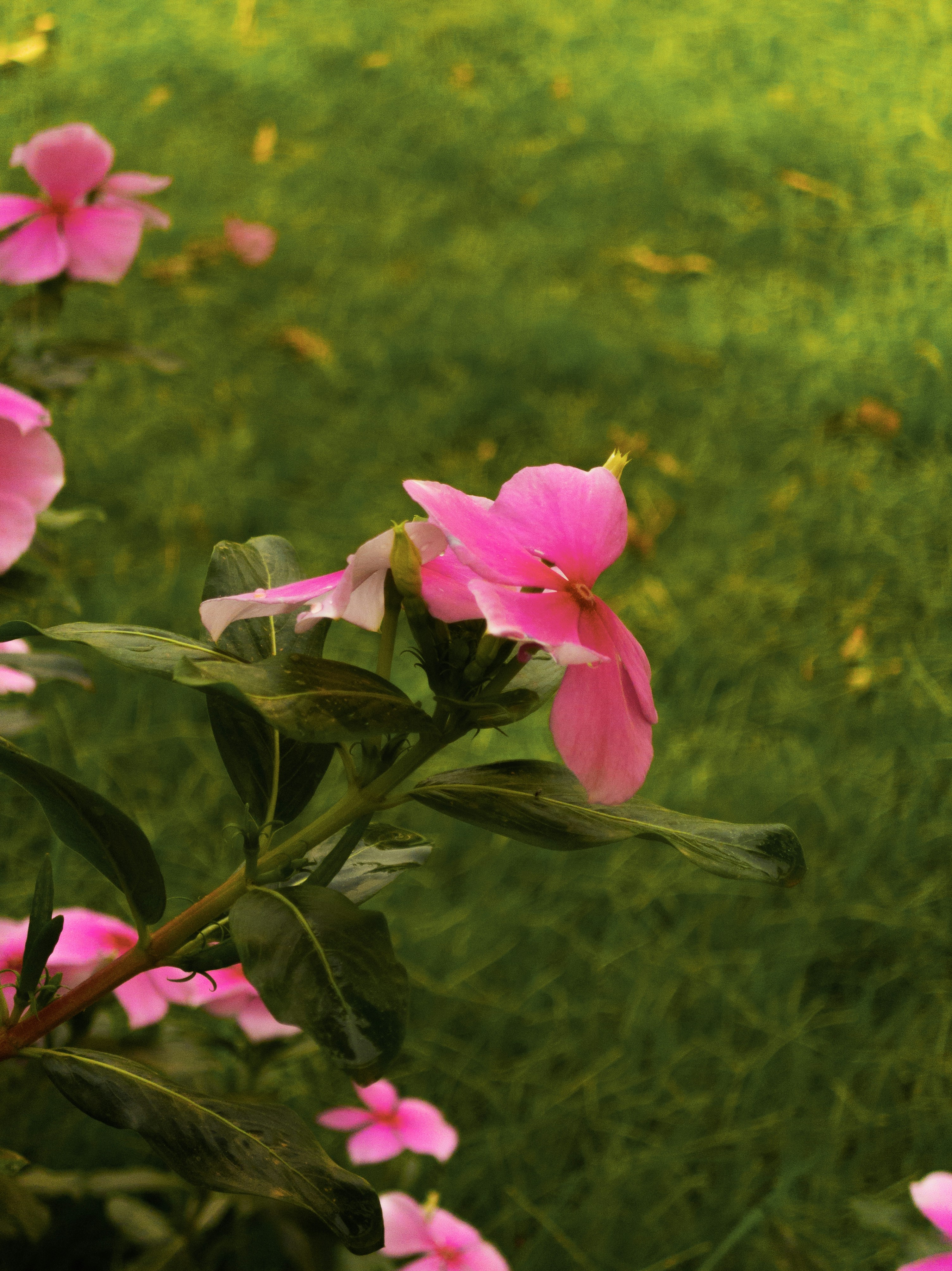 Pink blooms in sunlight: a close-up on a trailing garden spray