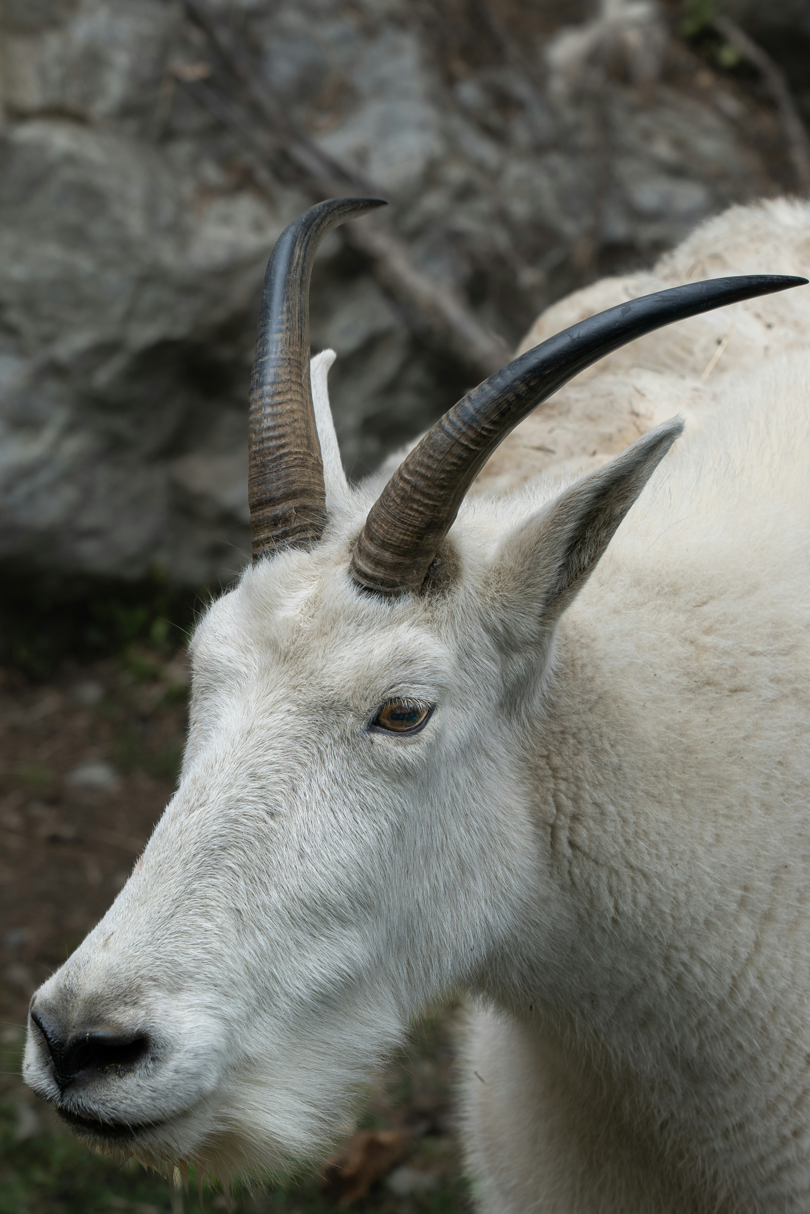 White Stallion in Focus: A Calm Portrait with Coarse Rock Backdrop