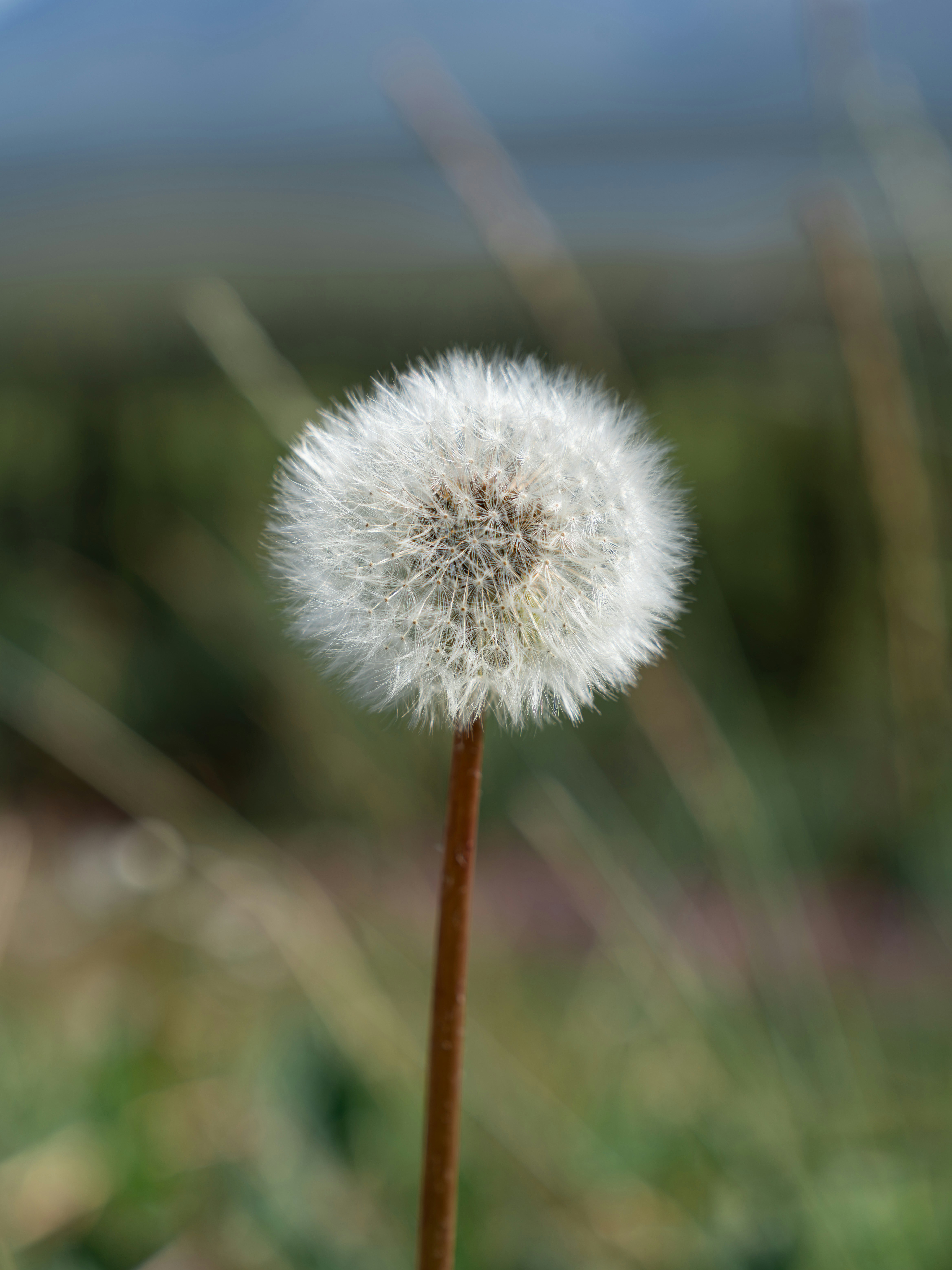 Dandelion Halo: A Delicate Burst Under Wide-Open Light