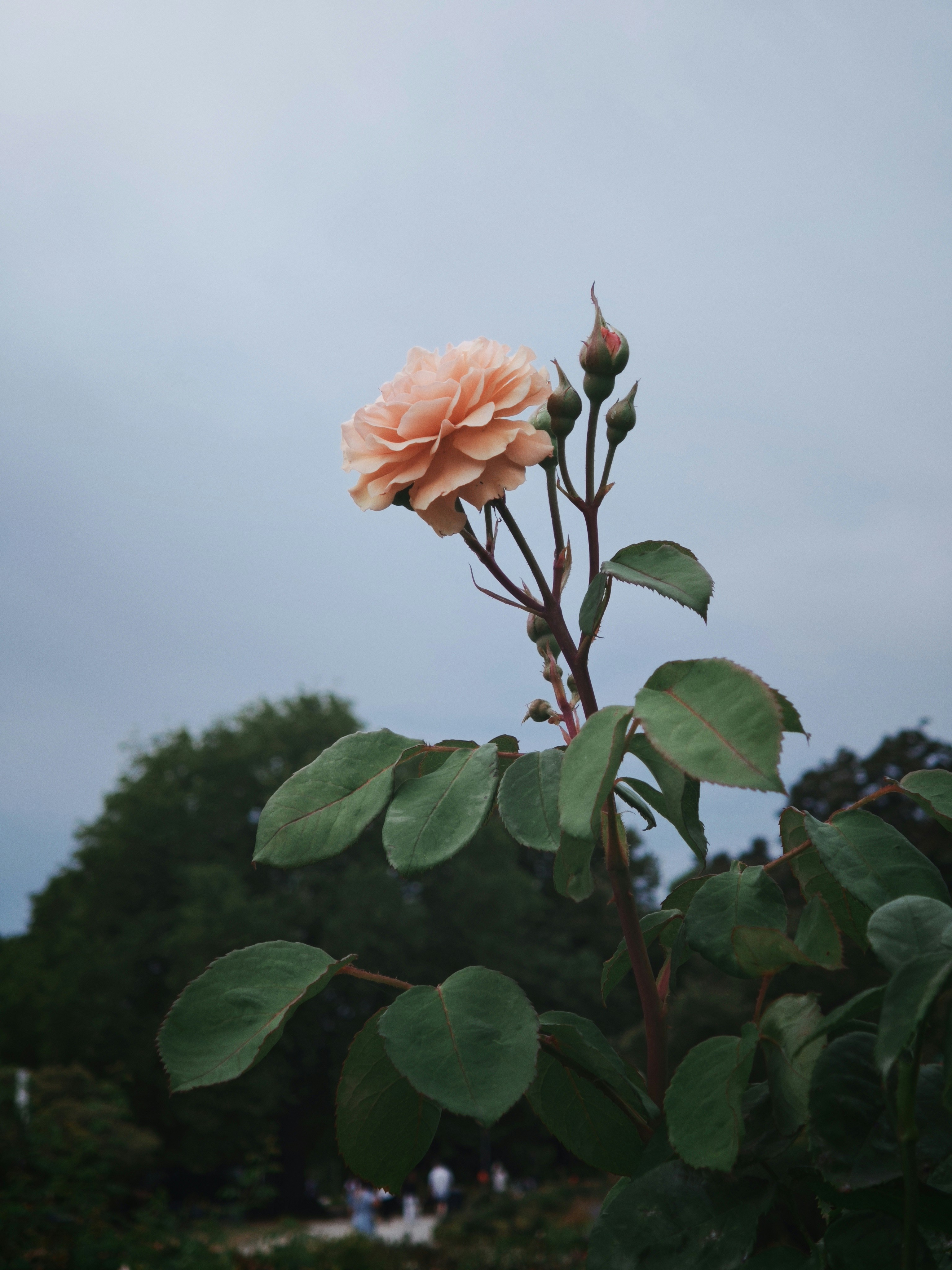 Peach Rose in a Quiet Sky