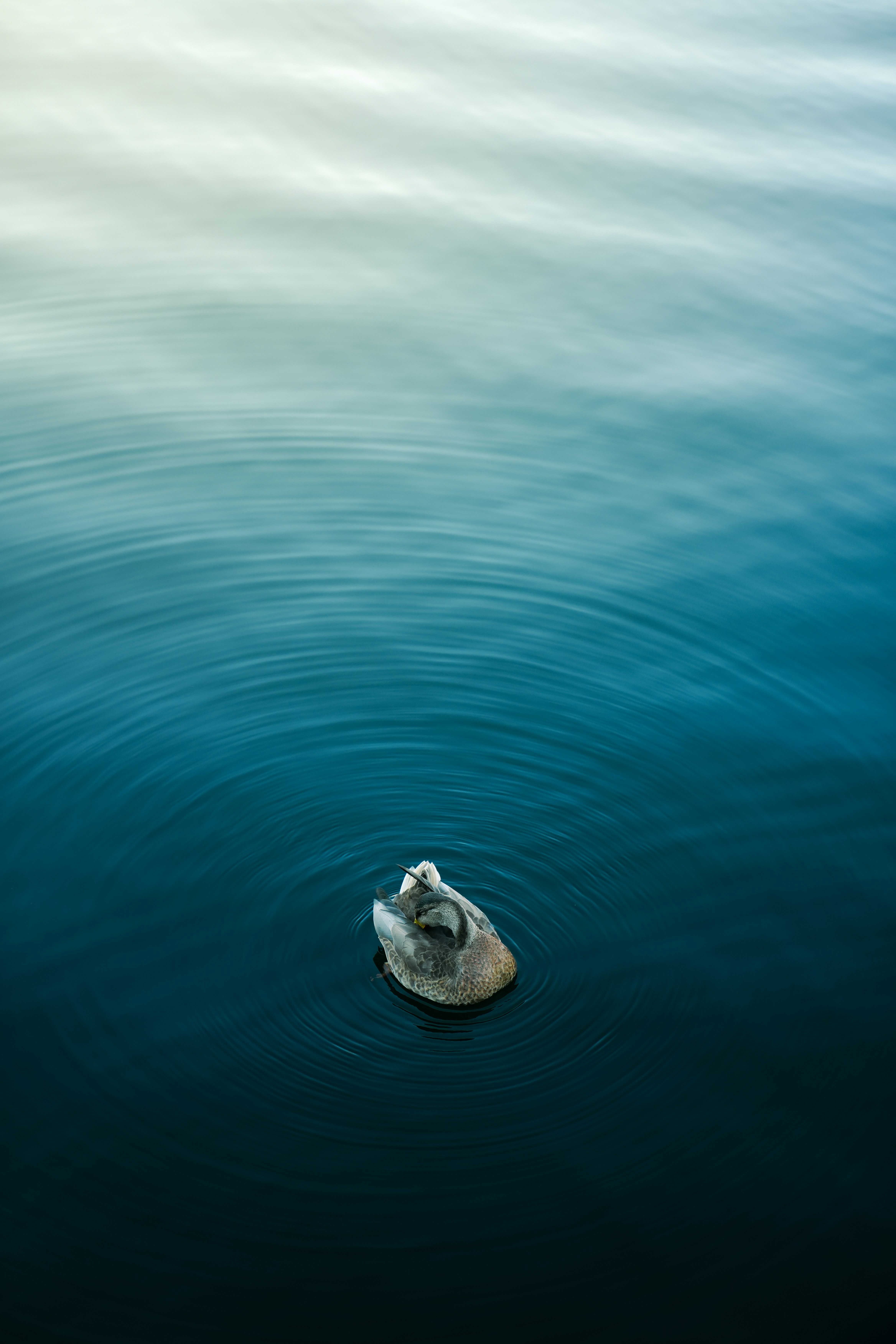 Quiet Ring: A solitary duck centers a ripple-laced blue expanse