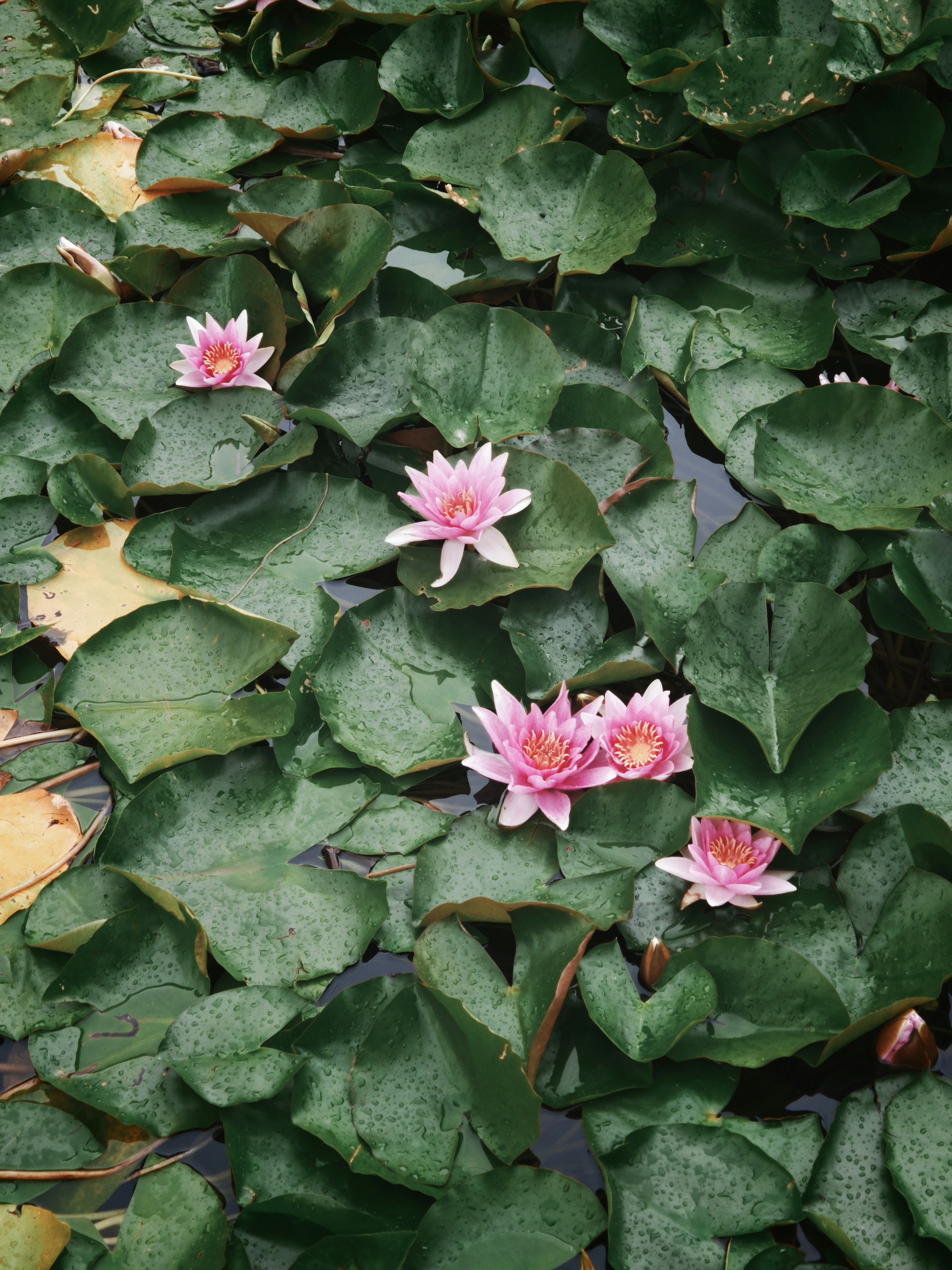 Lush water lilies float among broad green pads on a calm pond, with pink blossoms providing subtle focal points across a dense aquatic bed.