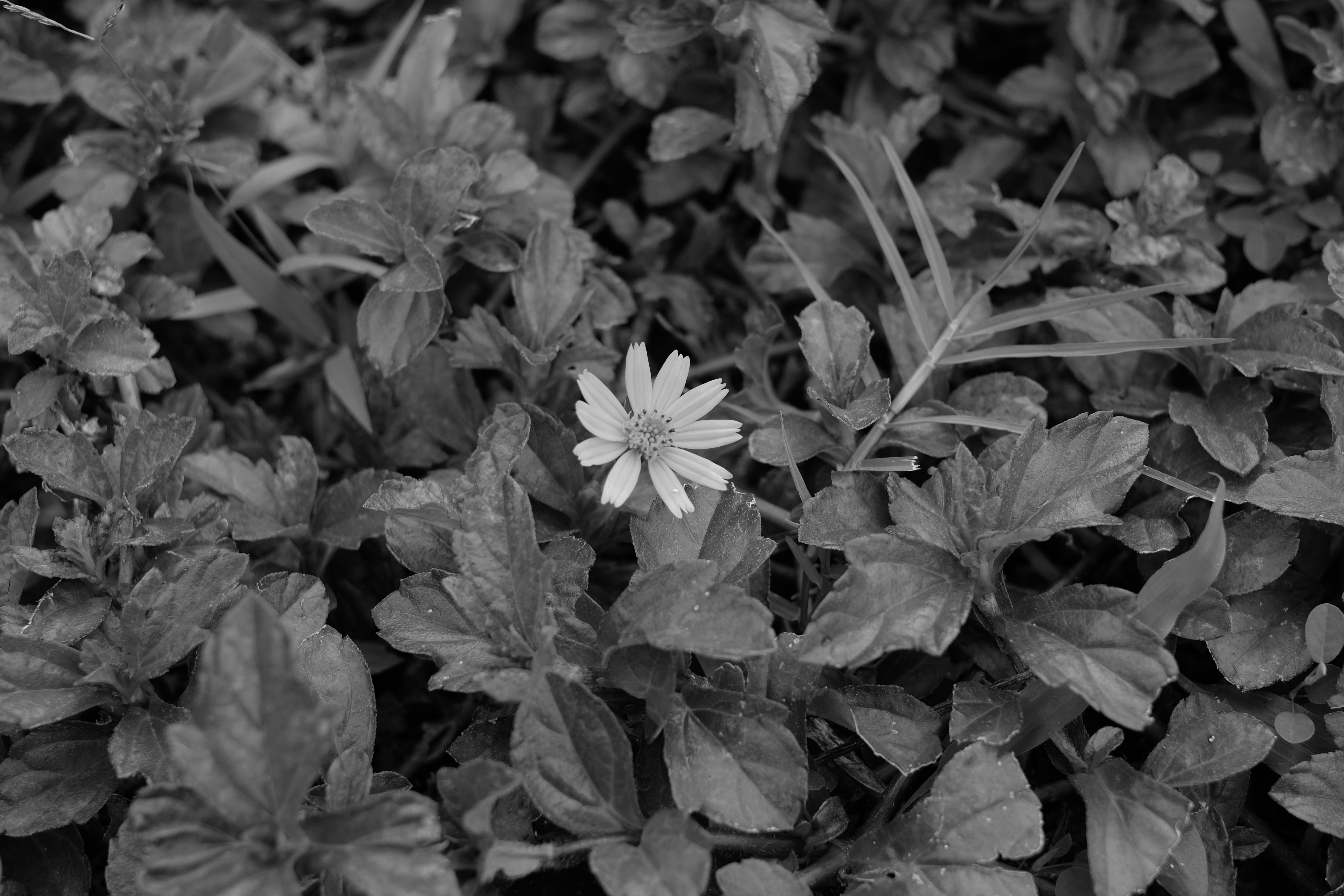 Silent Blossom Among Dark Foliage