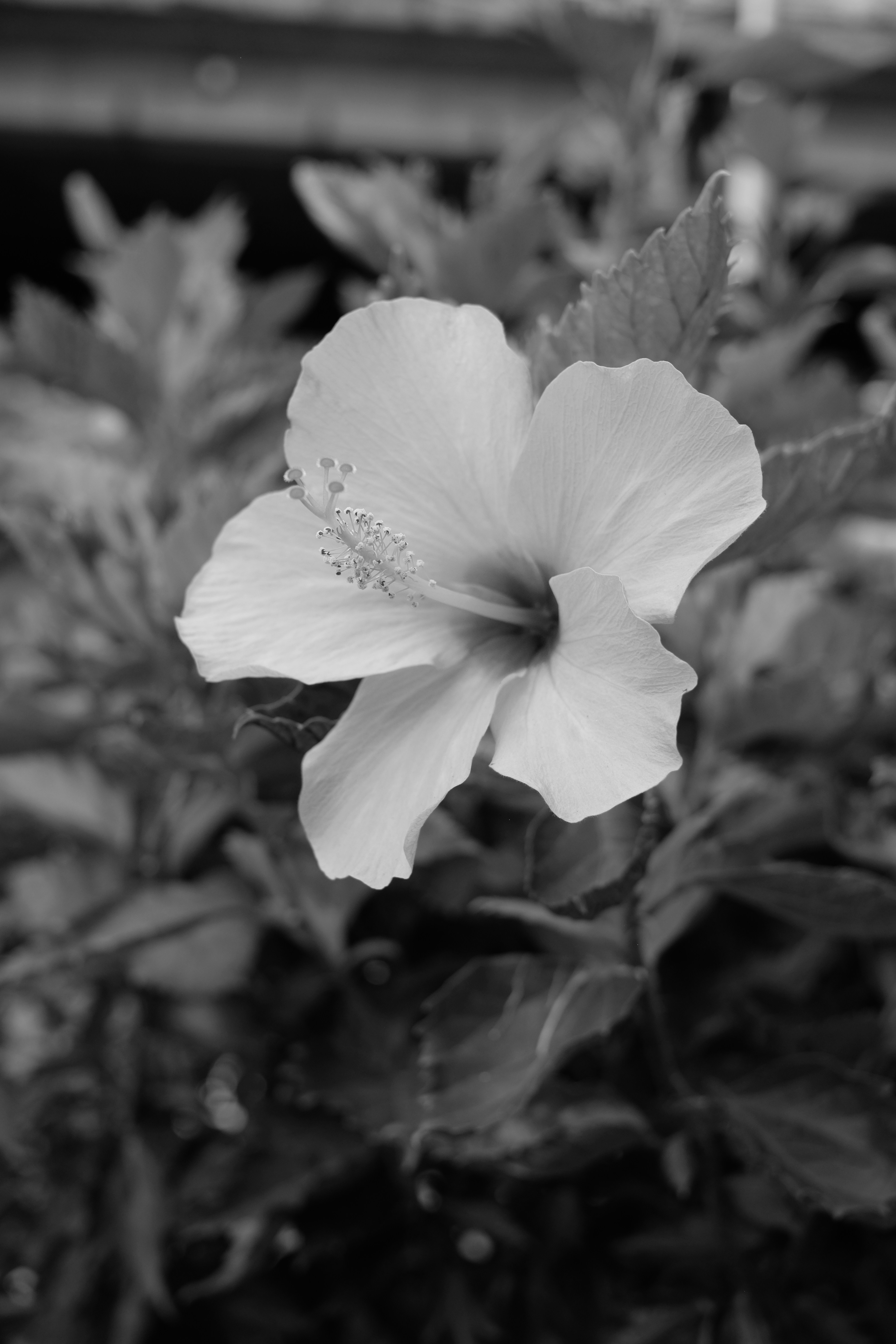 White Hibiscus in Monochrome Quiet