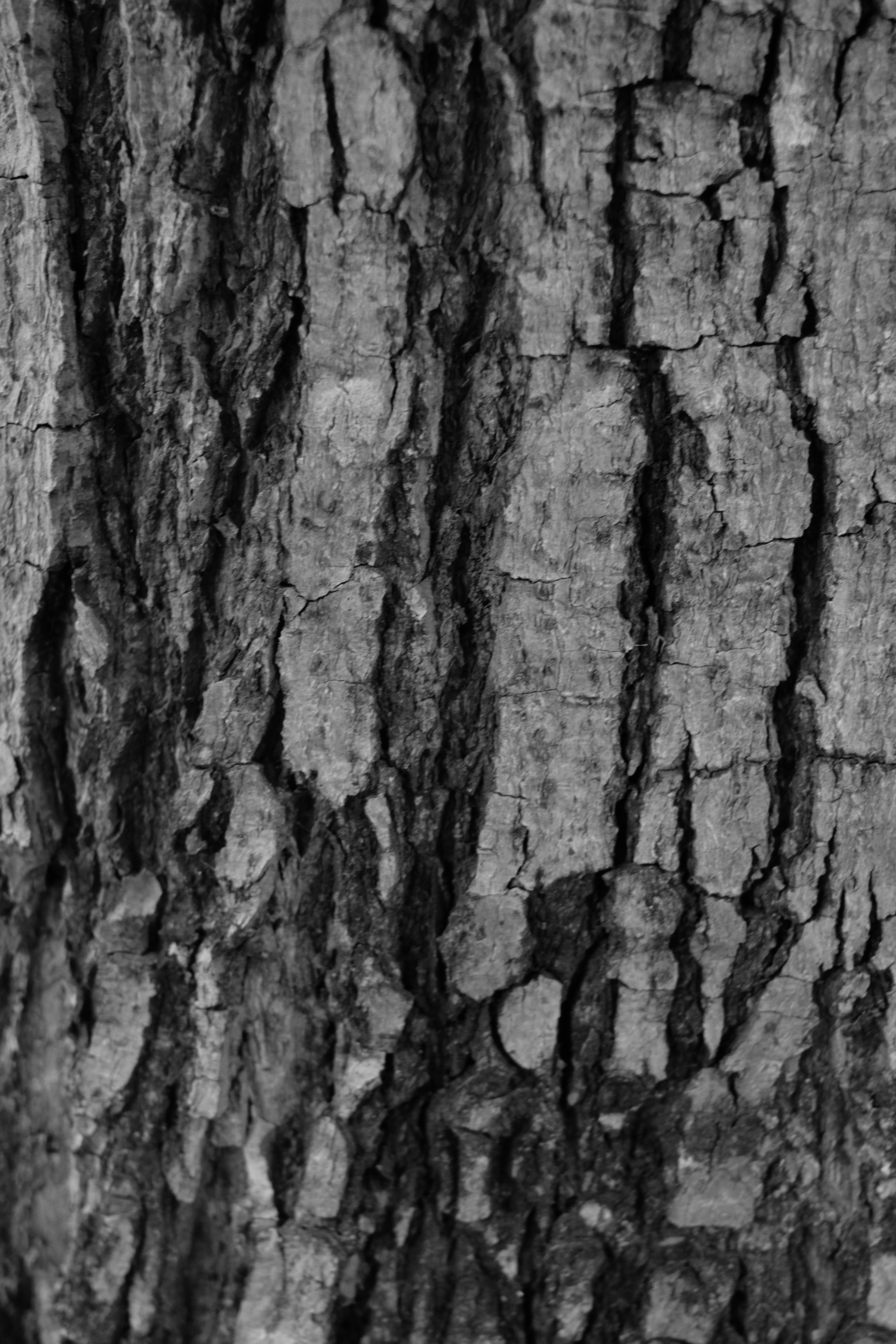Rugged Bark: A Monochrome Close on Tree Texture