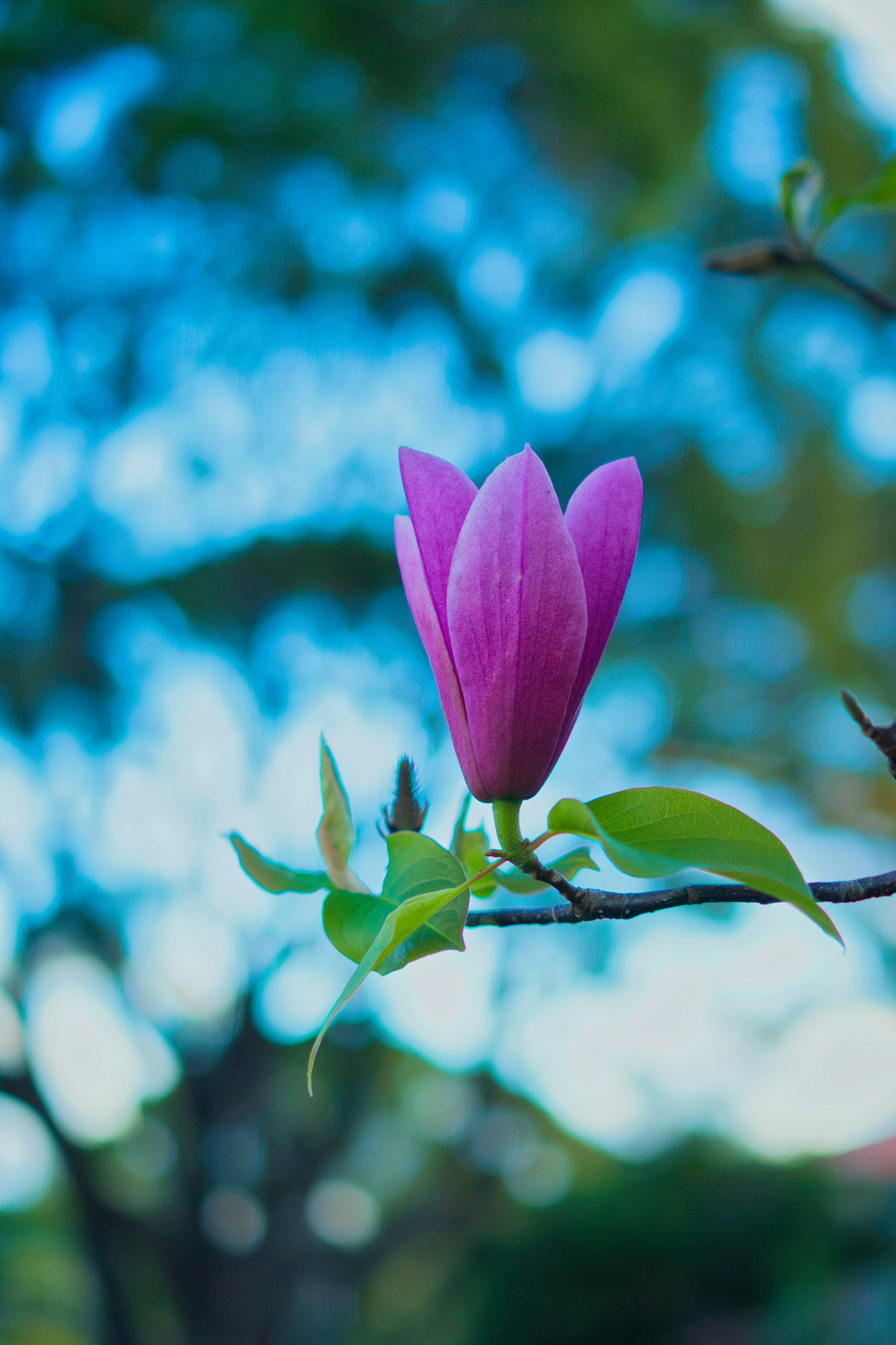 Purple Magnolia Bloom Reaching Toward a Blur of Sky