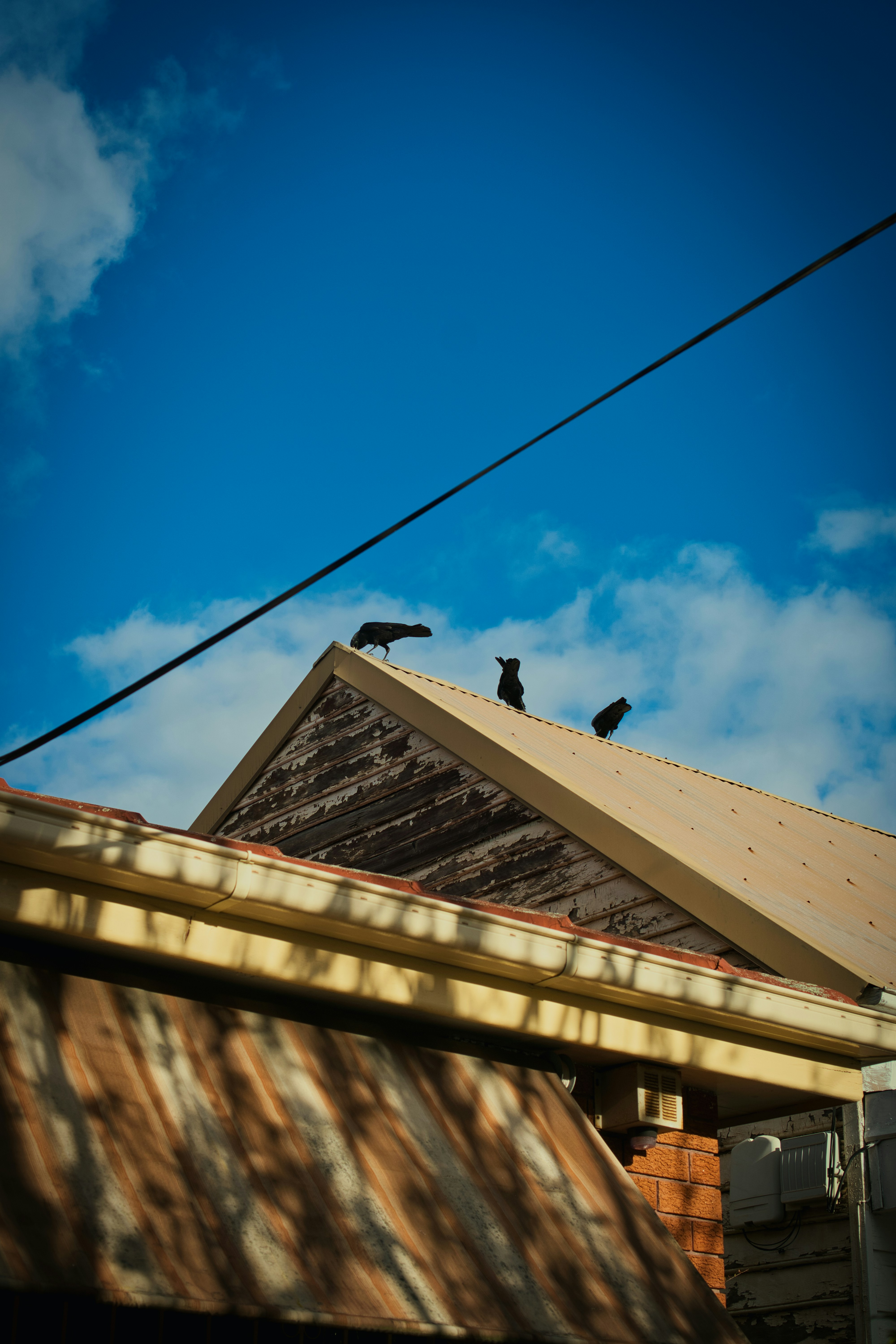 Rooftop Birds in Profile Against a Clear Sky