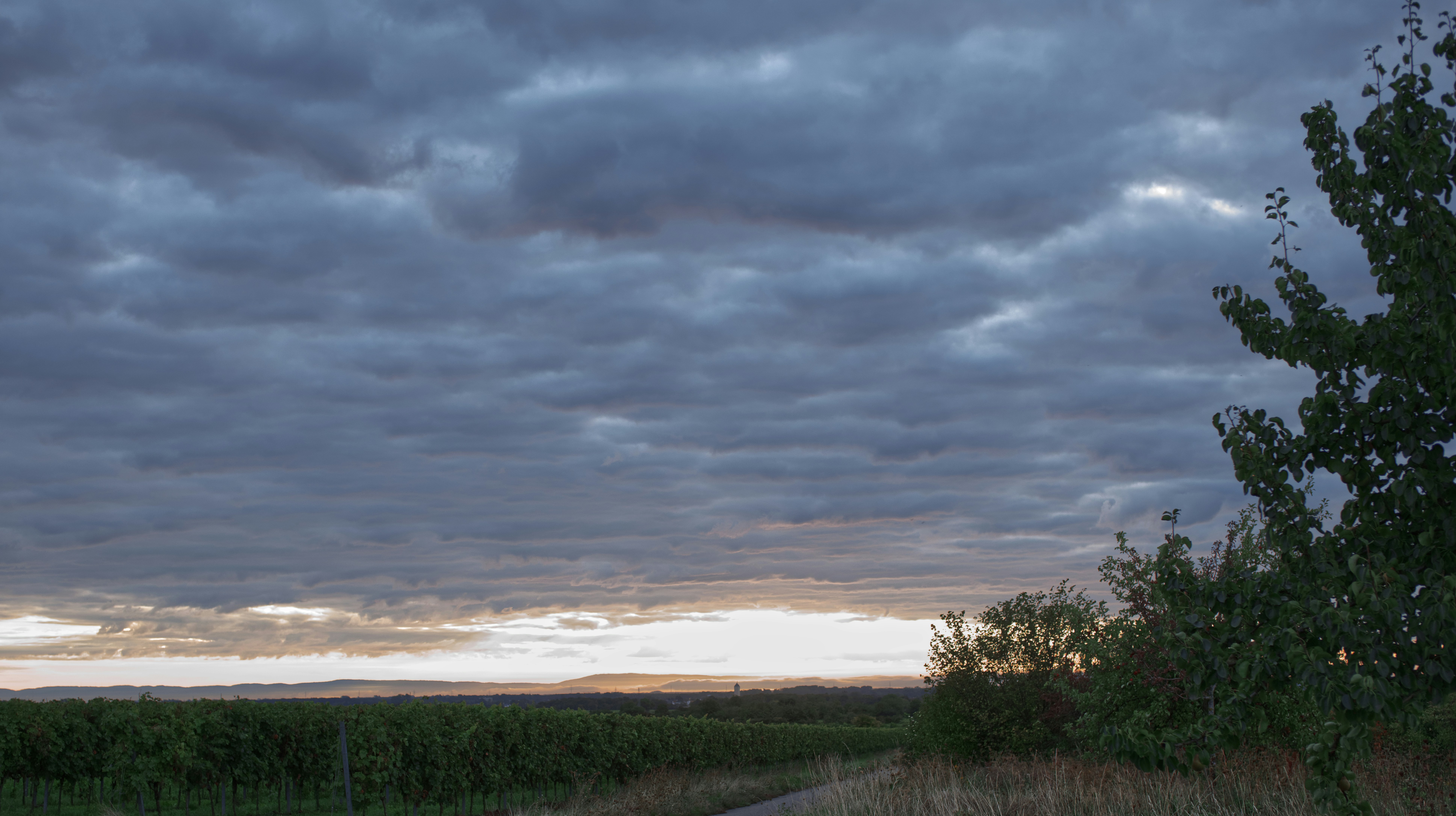 Whispering Horizon: Dusk Over a Quiet Field