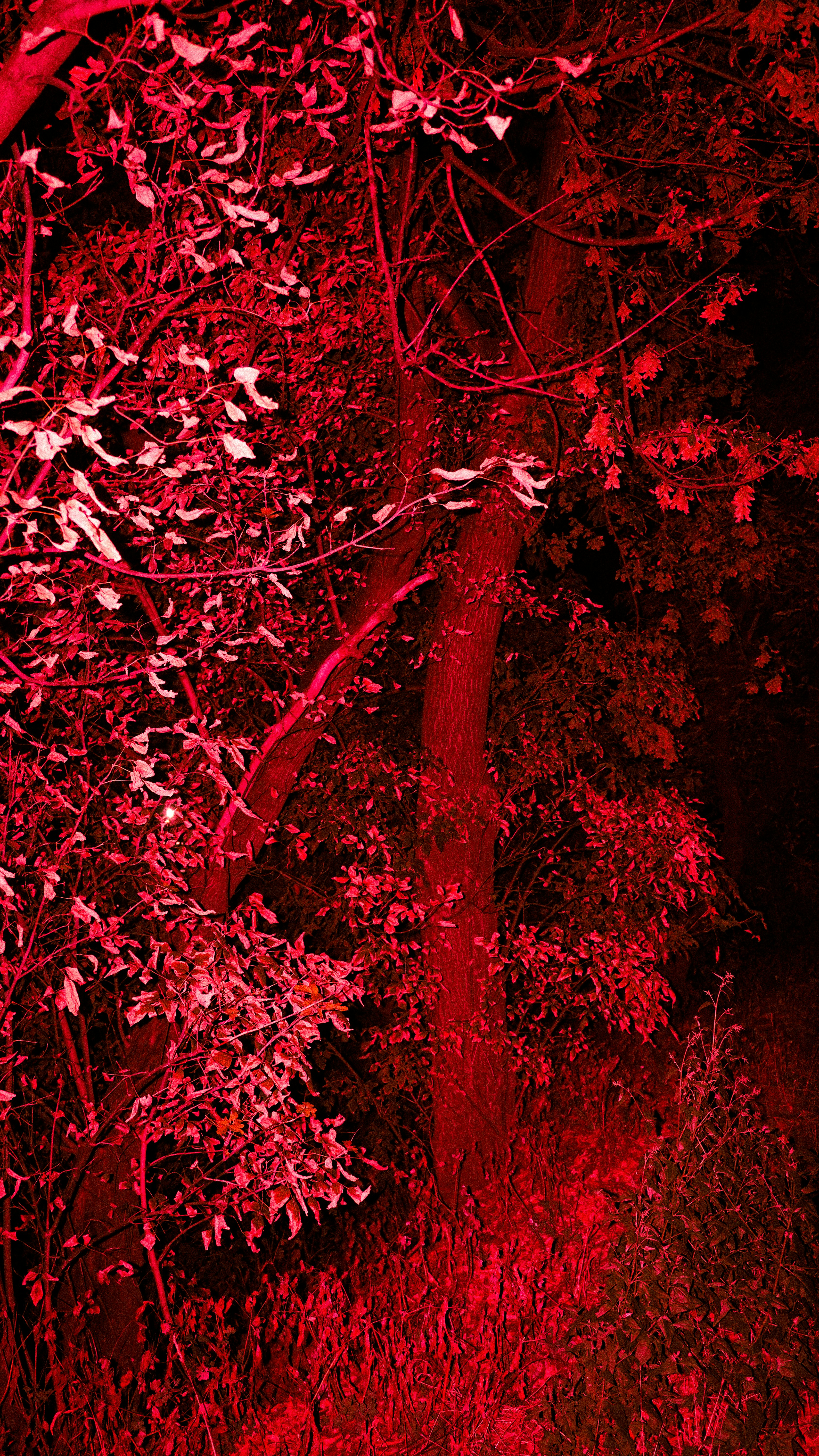 Crimson Night: A Forest Forest Bed Under Red Light