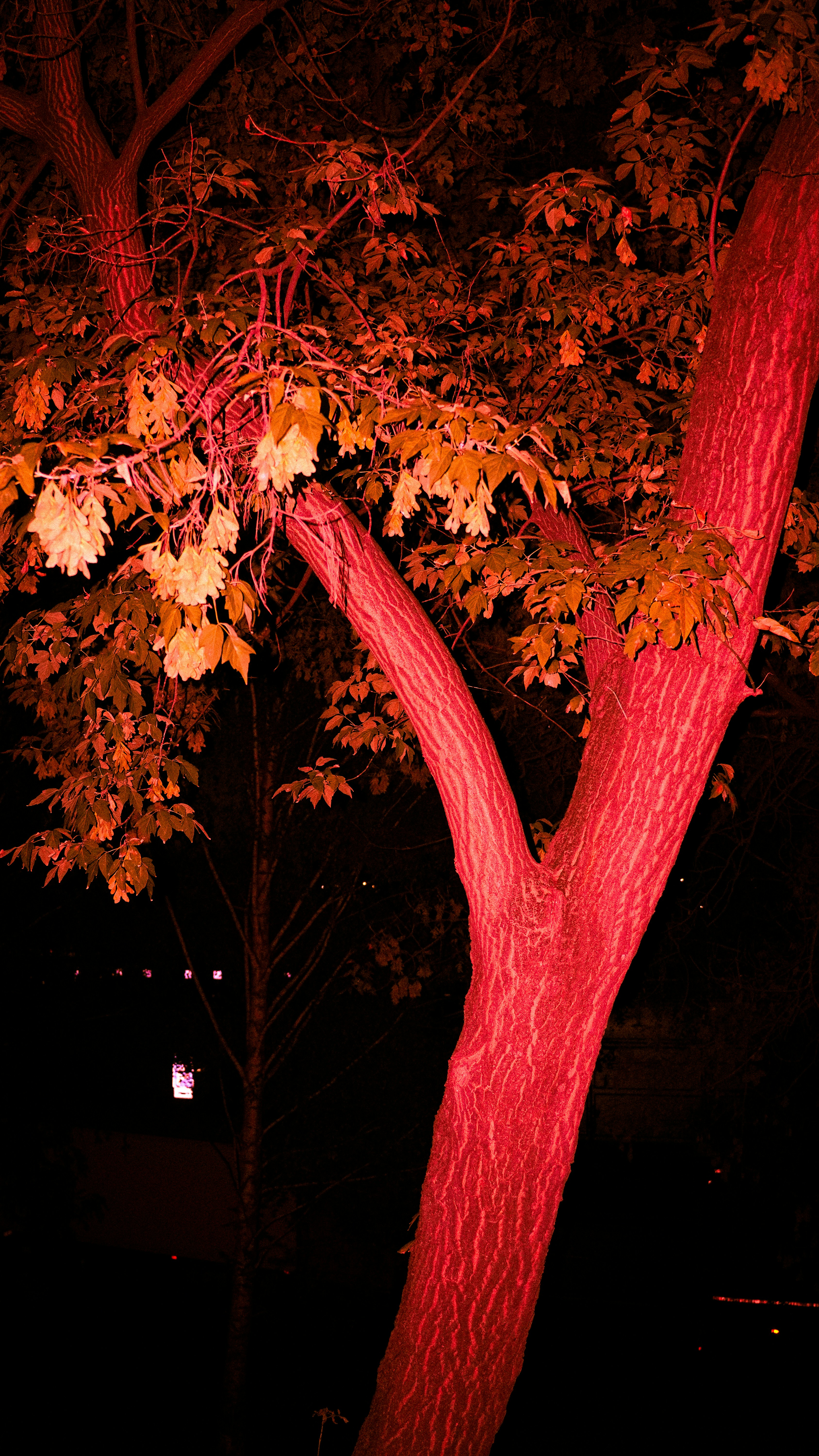 Crimson Trunk in Night-Lashed Orchard
