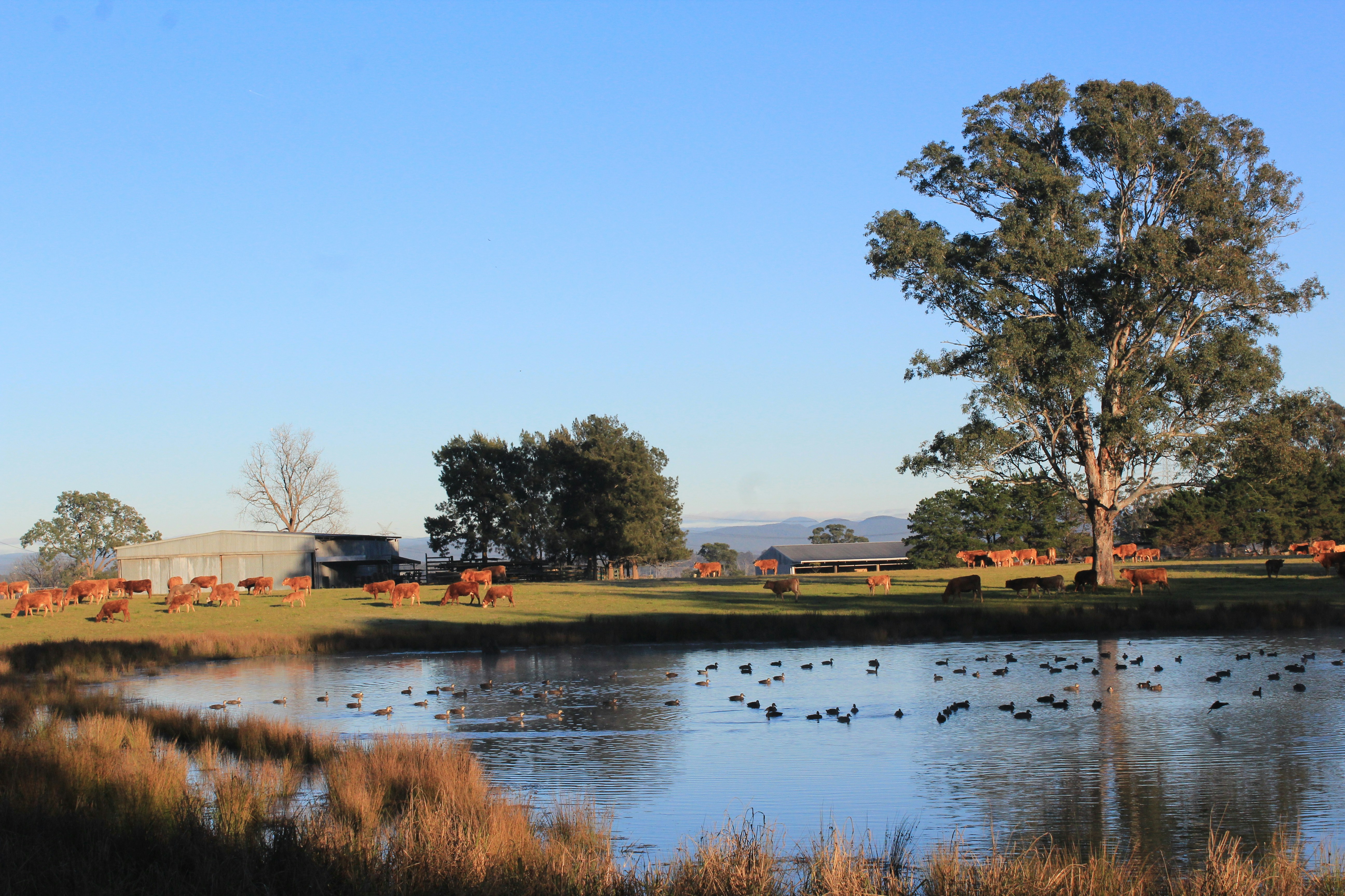 Pasture Pond at Golden Hour: Cattle, Trees, and Quiet Water