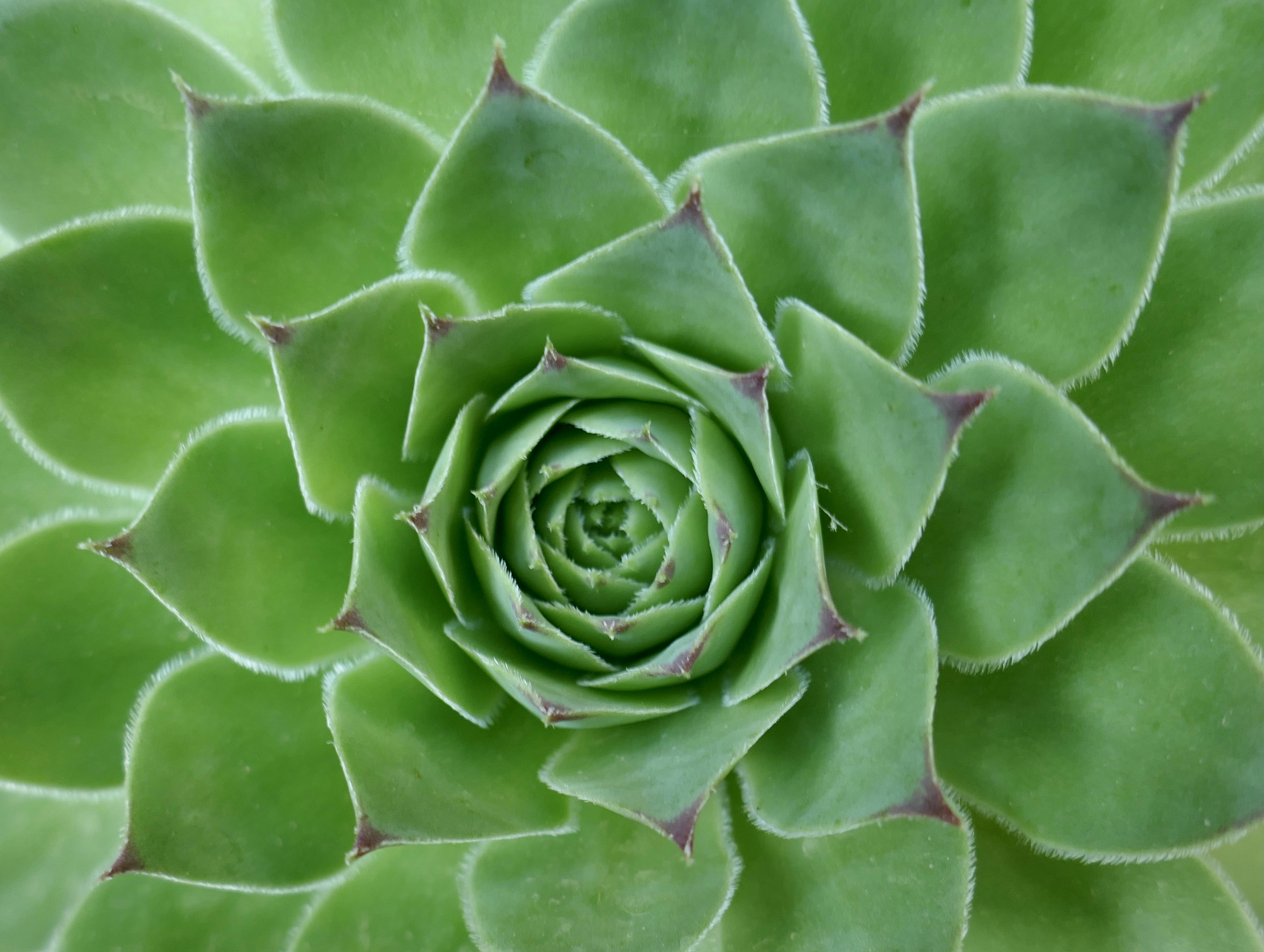 Symmetrical Rosette: Centered Succulent in Close-Up