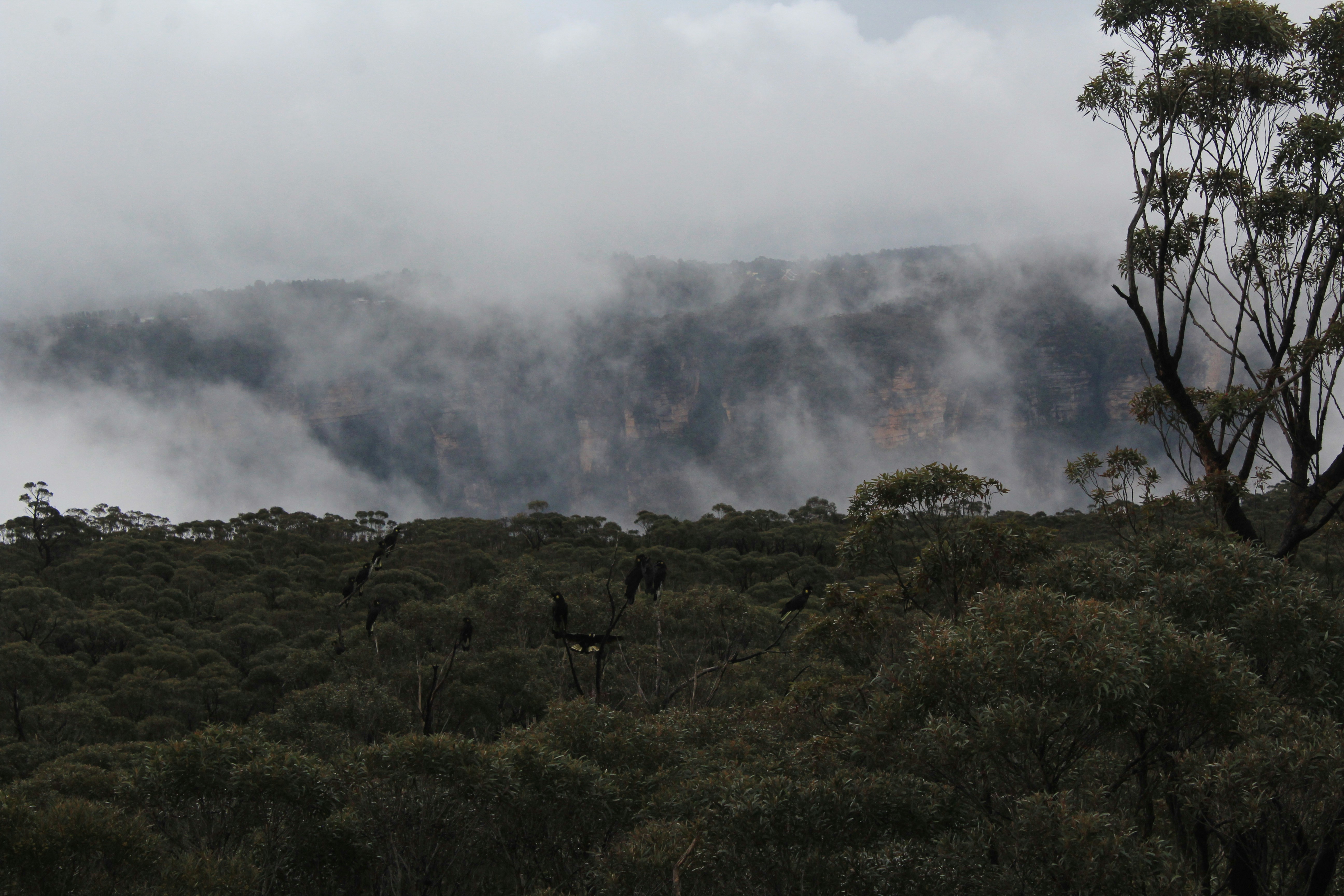 Mist over the Eucalypt Ridge