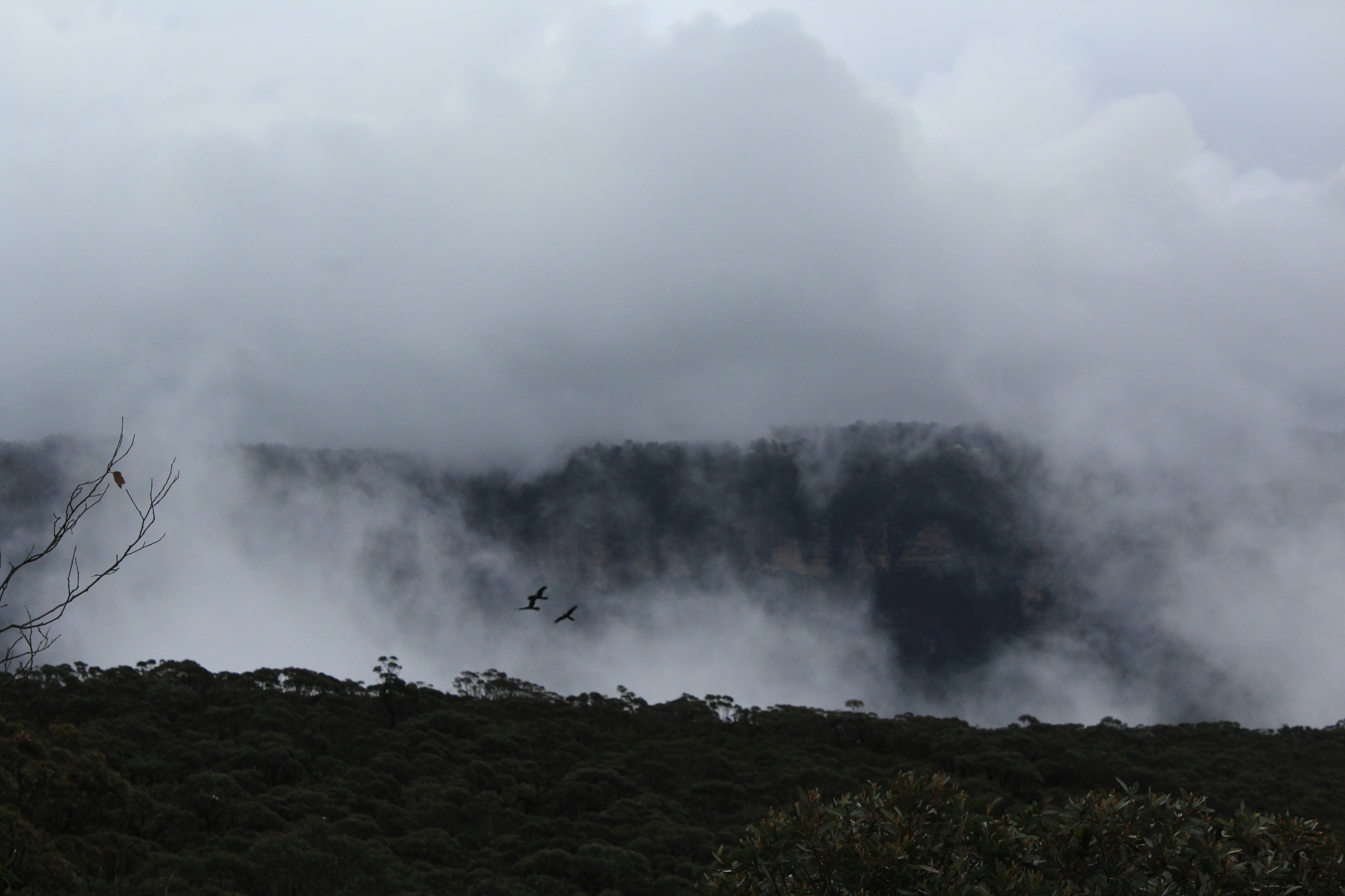 Mist over the Ridge: Birds in Flight Above Fog-Shrouded Trees