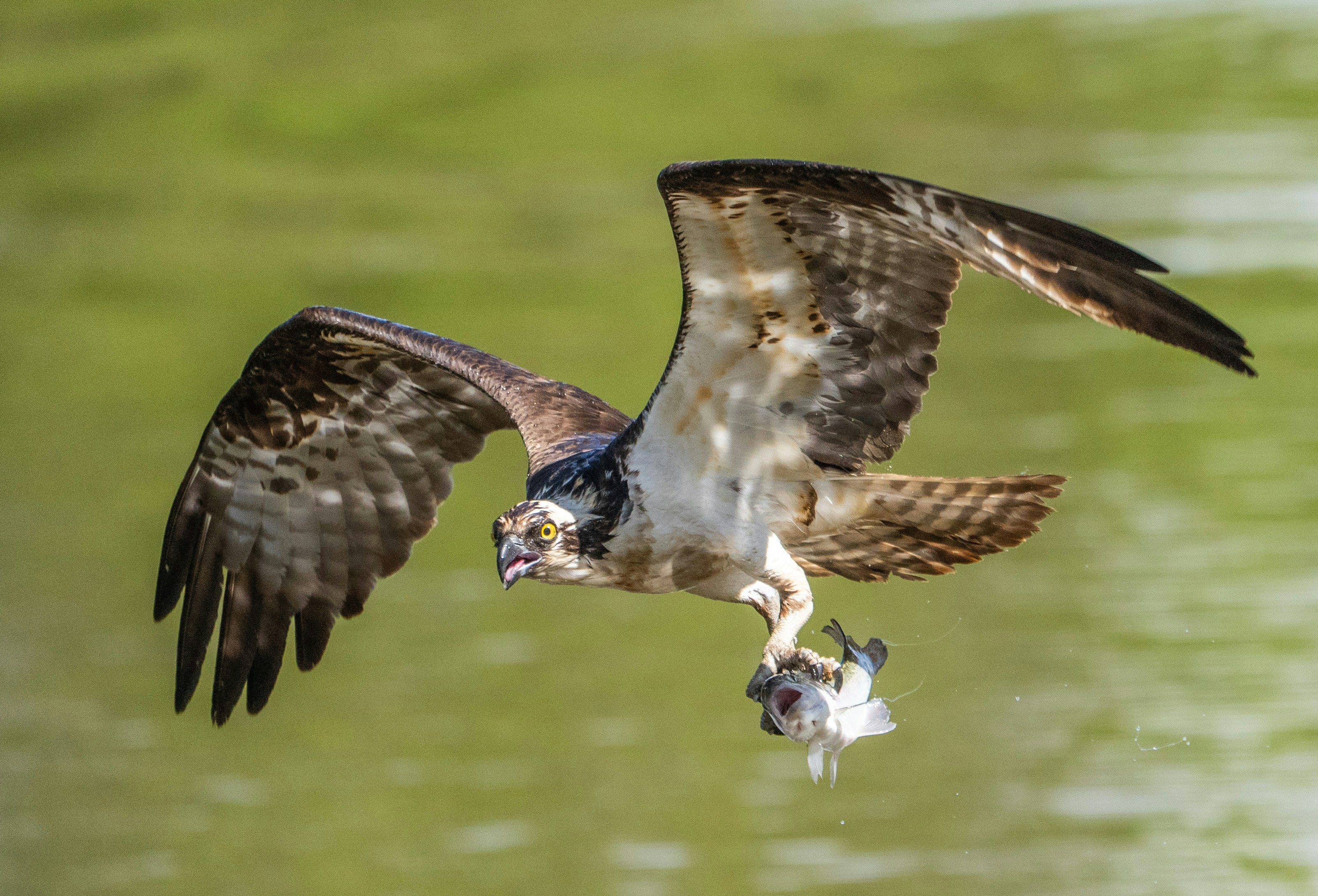 Falconer’s Catch: Osprey Seizes Prey in Mid-Glide