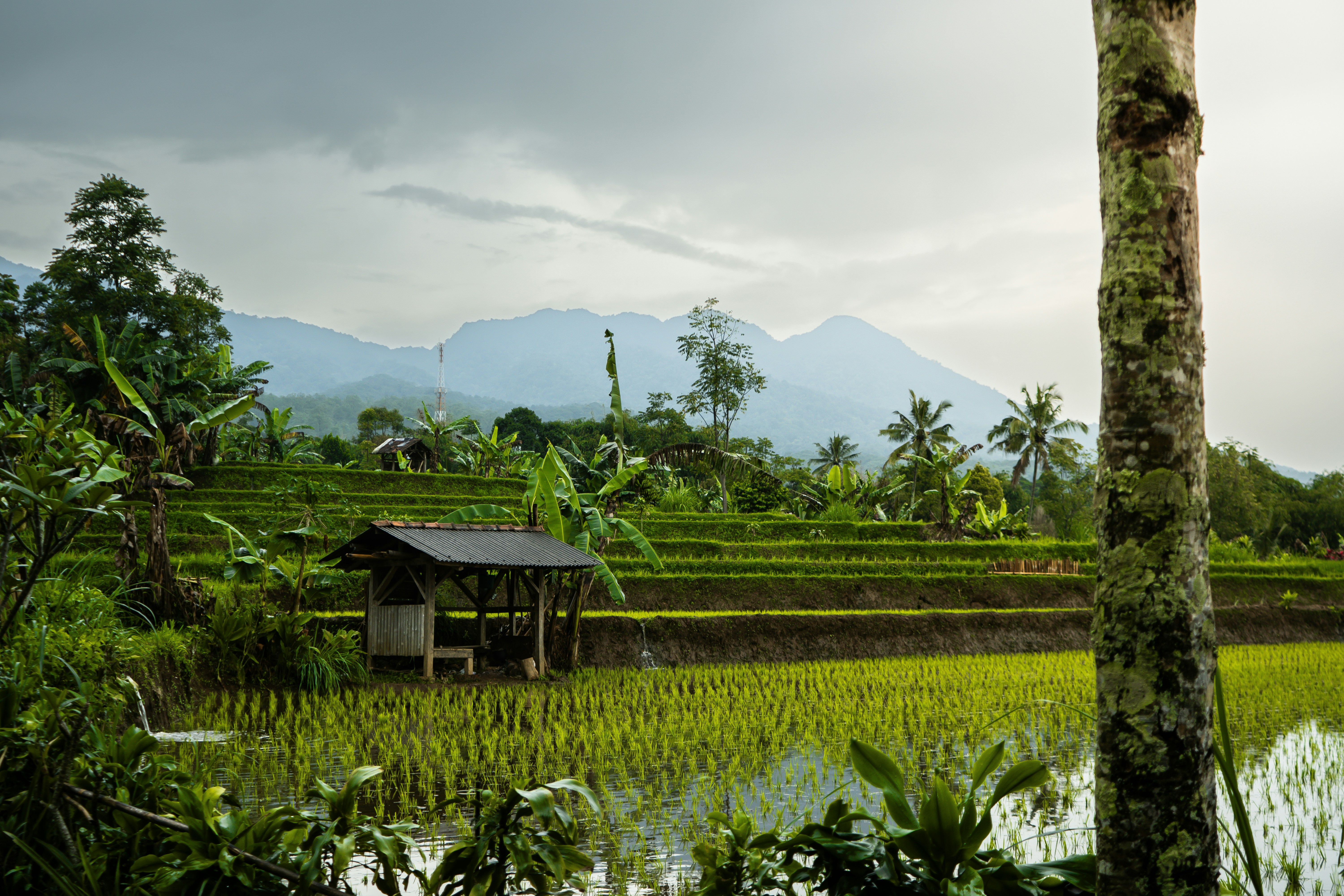 Terraced Rice Fields under a Misty Valley Skies