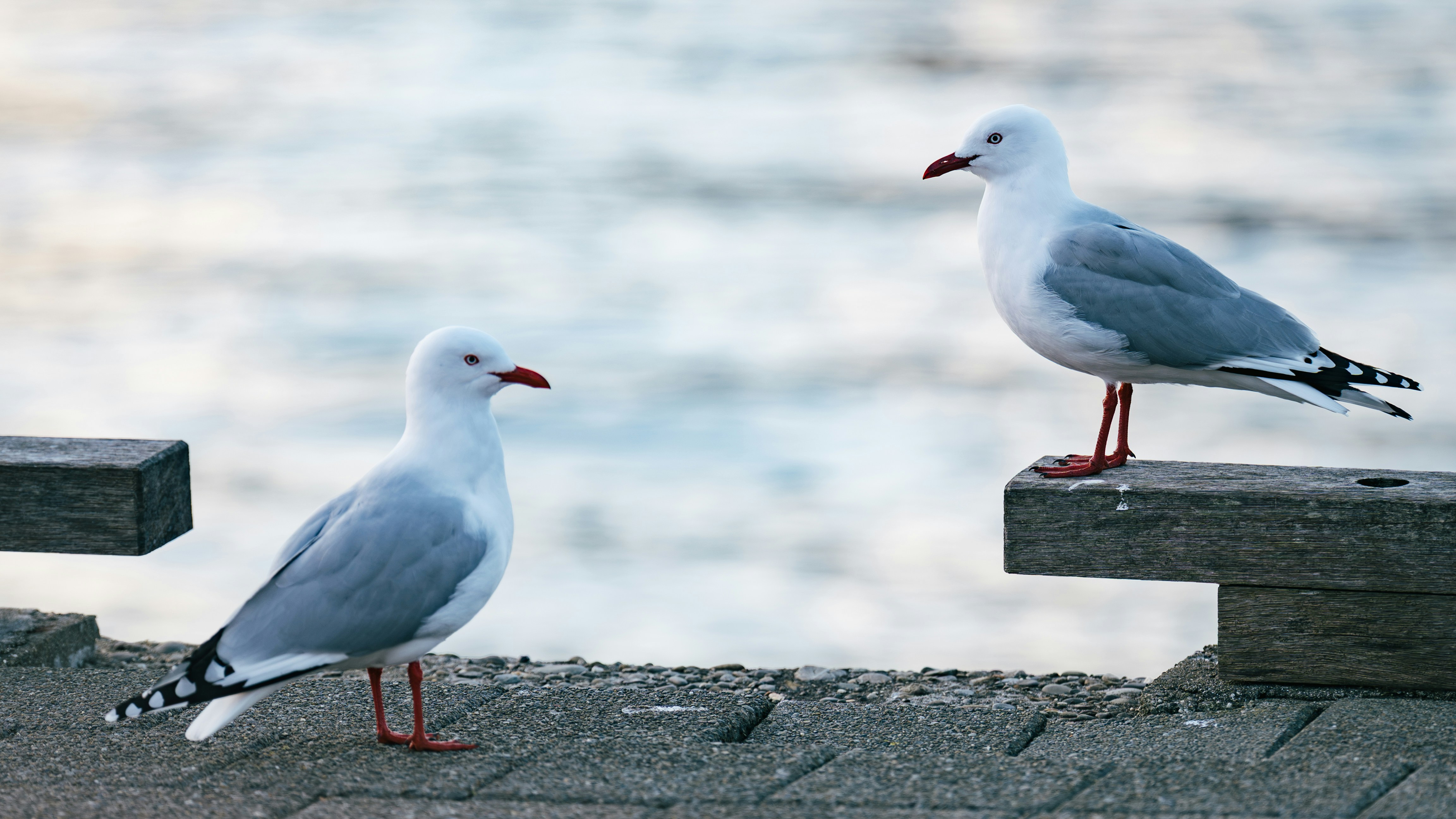 Balancing on the Wharf: Two Ringed Gulls Guard the Quiet Shore