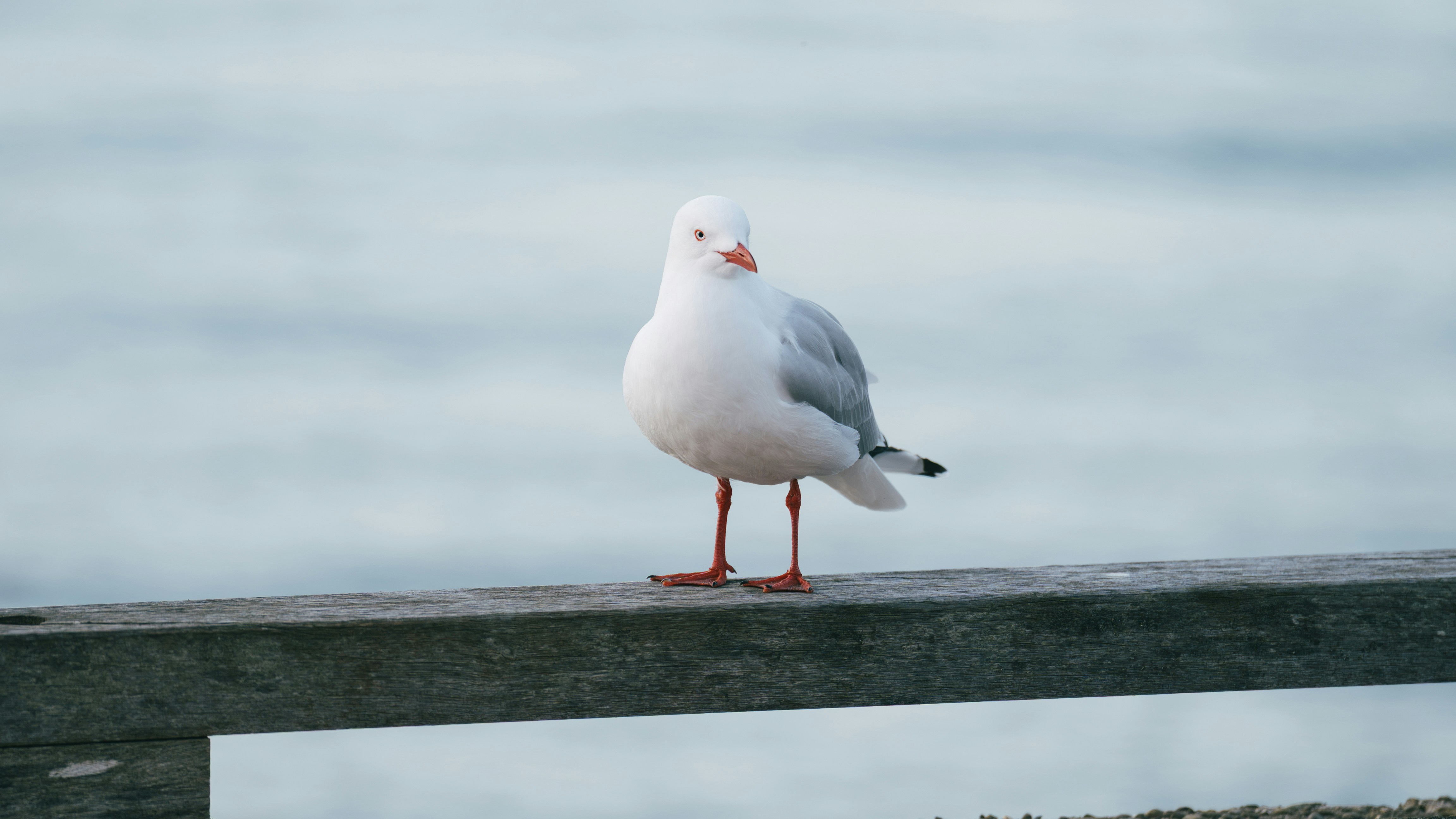 Seagull Sentinel on a Weathered Pier