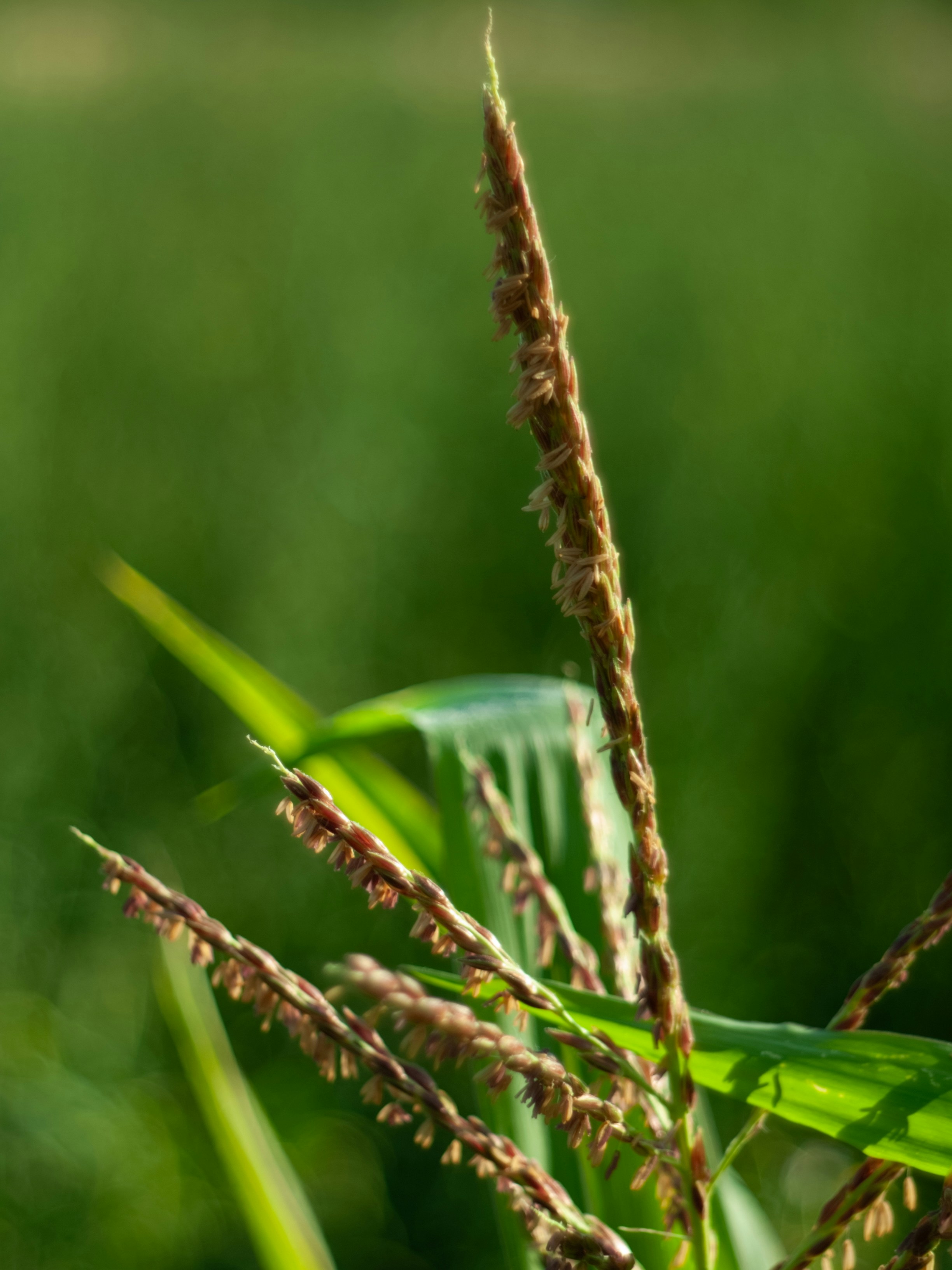 Grass Tassels in Golden Light