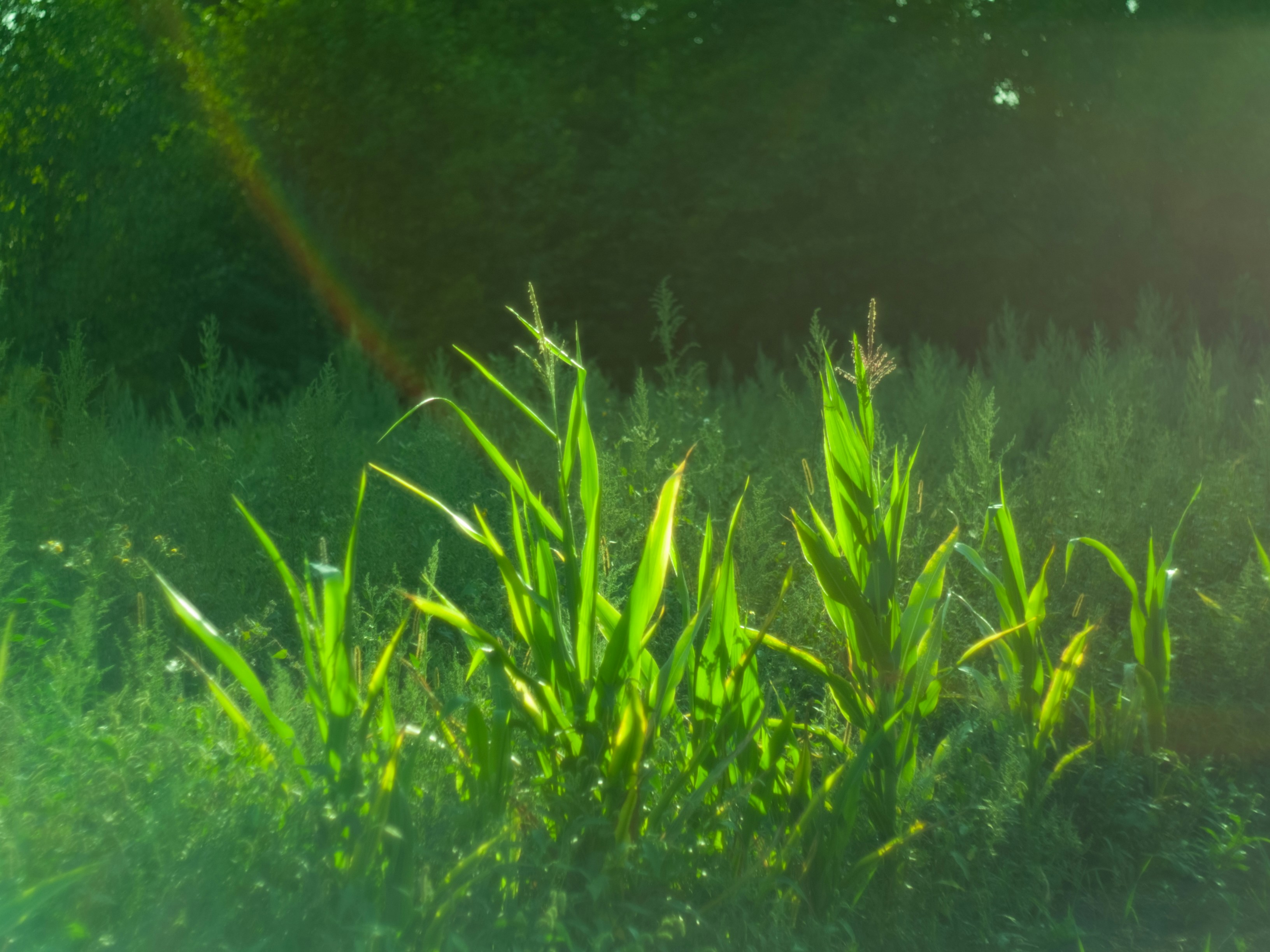 Sunlit corn stalks rise from a hazy green undergrowth, with a soft backlit glow and a faint rainbow arc on the left; natural vegetation dominates the frame, conveying a calm, outdoor scene.