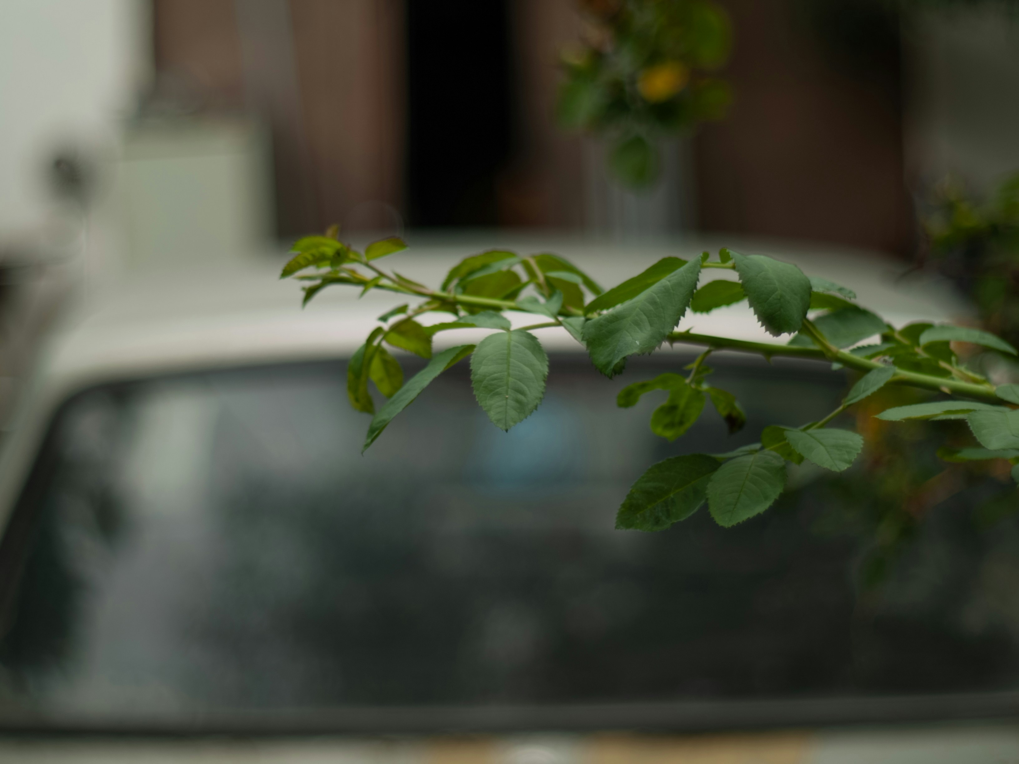 Branches in focus, car blur beyond