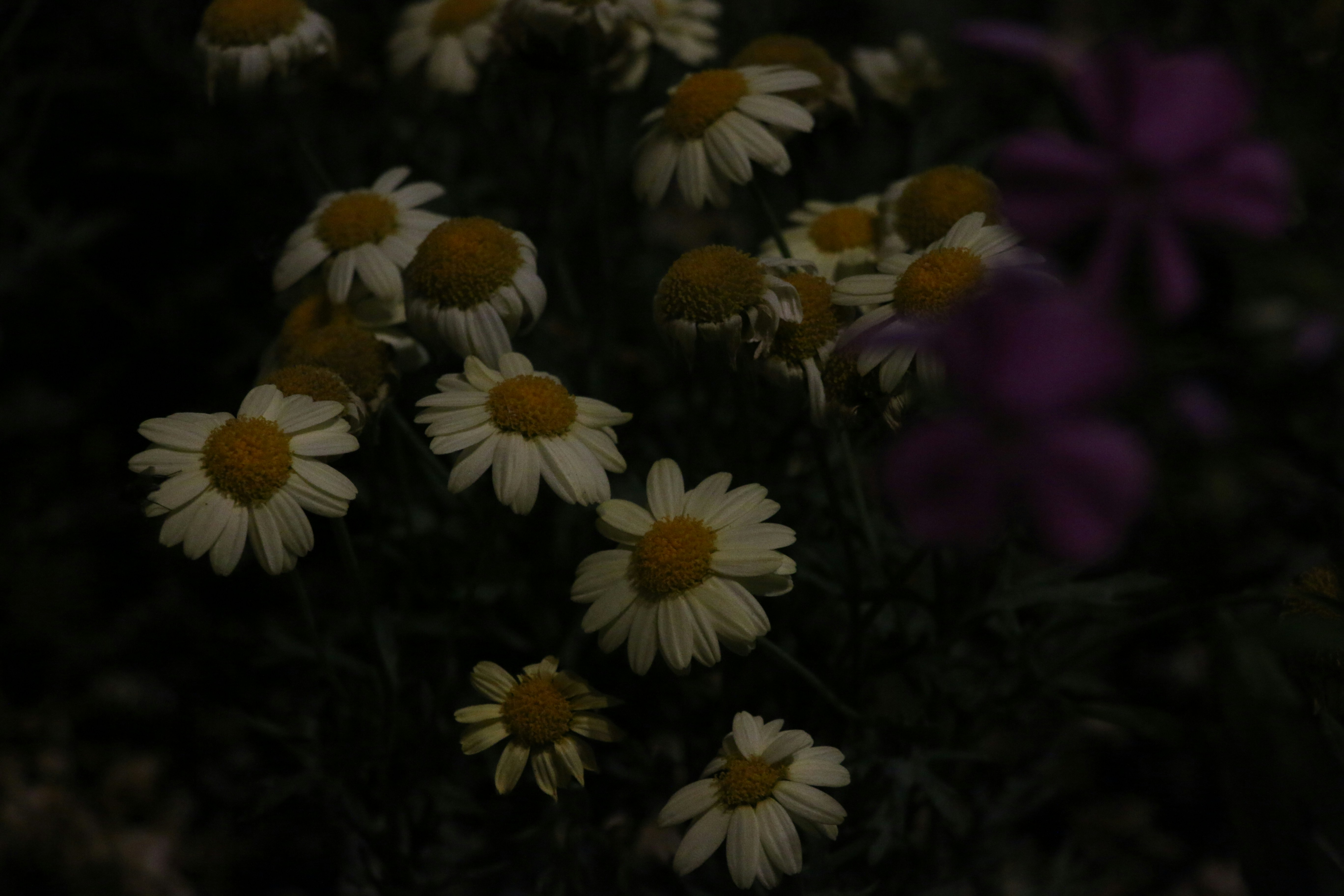 A cluster of white daisies with yellow centers sits in dim light amid dark foliage, creating a subtle focal point in a moody garden scene.