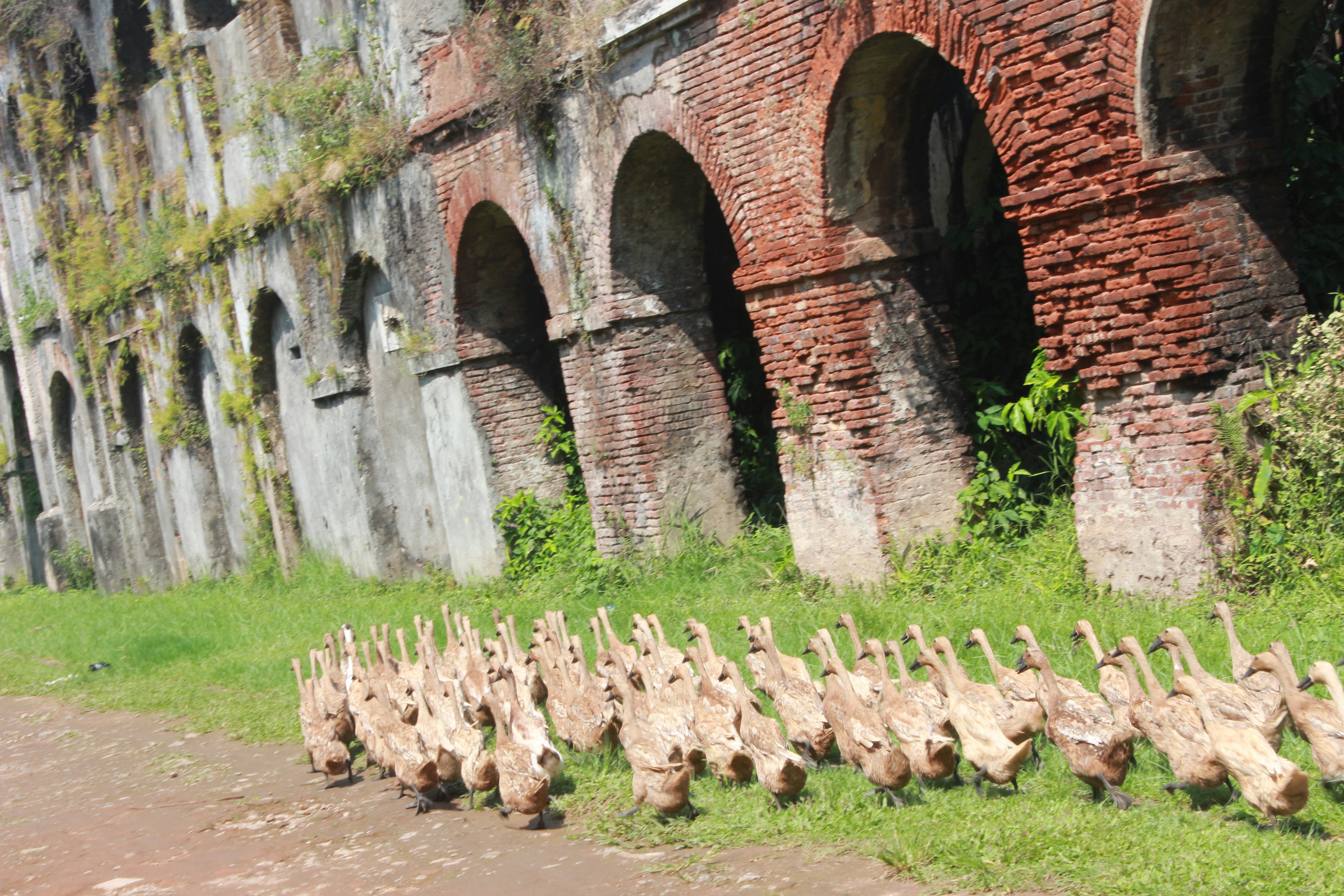 A Converging Columnade: Geese Parade Before the Ruins