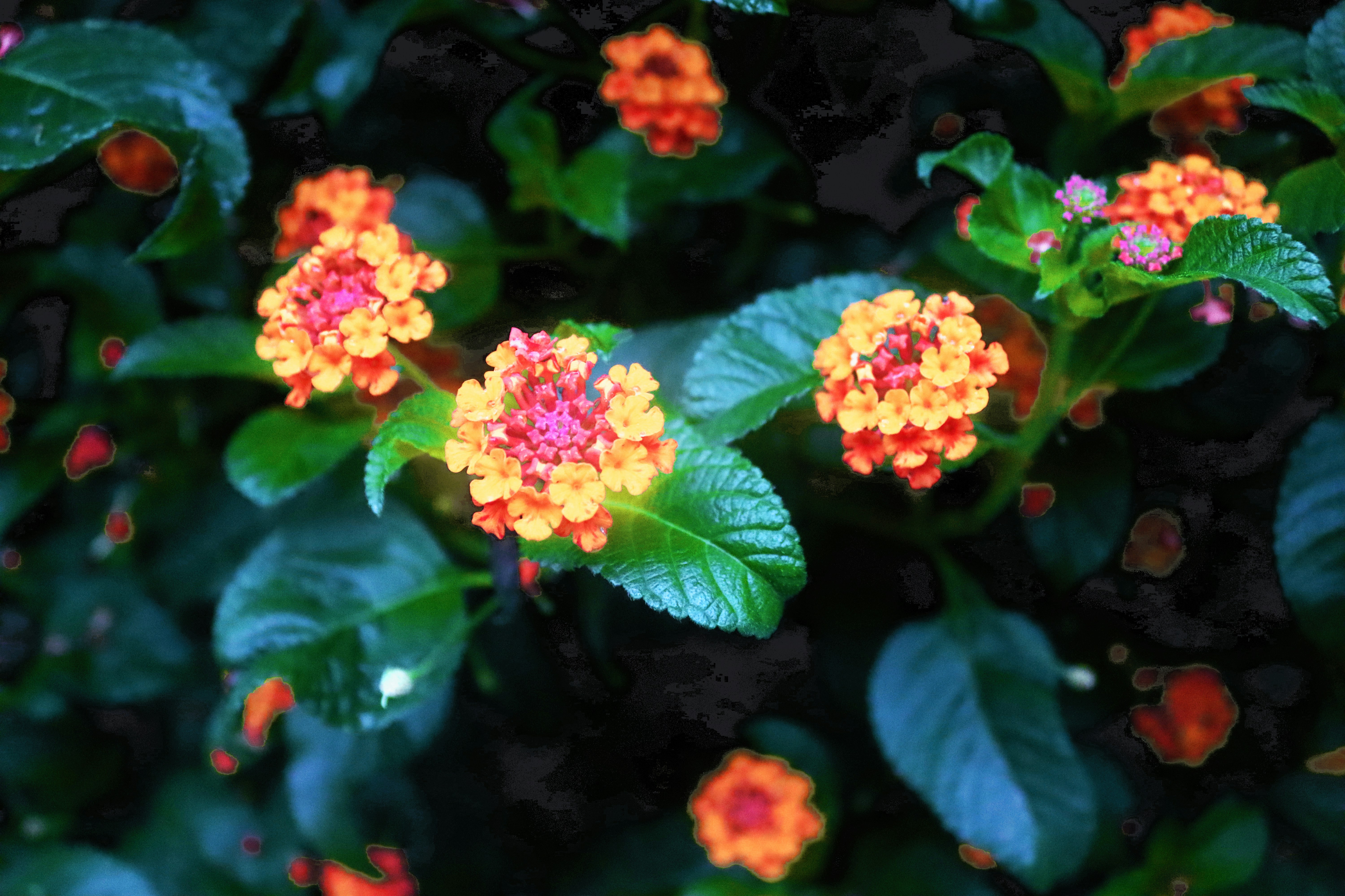 Warm Lanterns: Close-up of Lantana Clusters in Deep Garden Greens