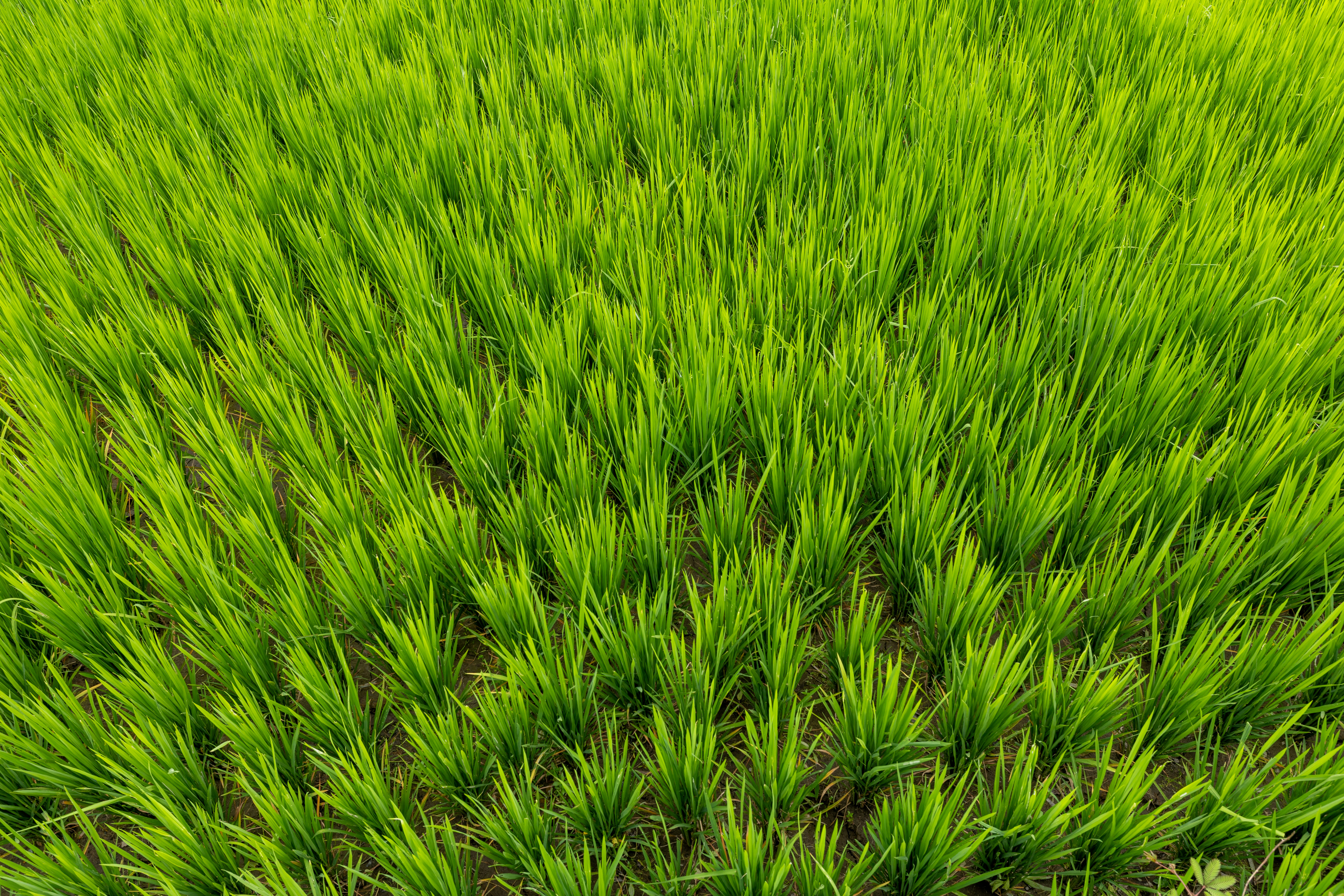 Emerald Rows: A Close-Up of a Lush Undulating Field