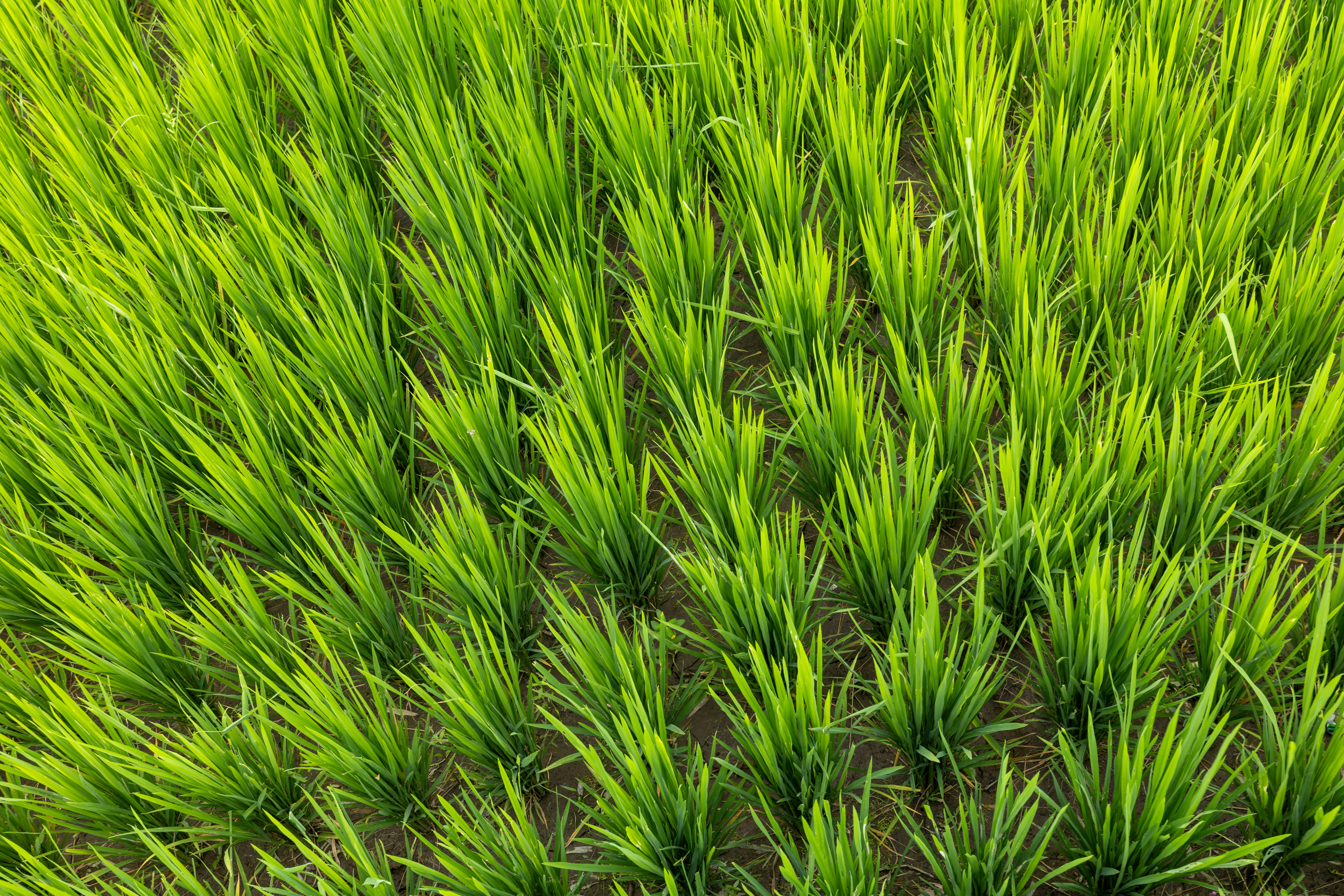 Emerald Rows: Aerial View of Young Rice in Neon Green Carpet