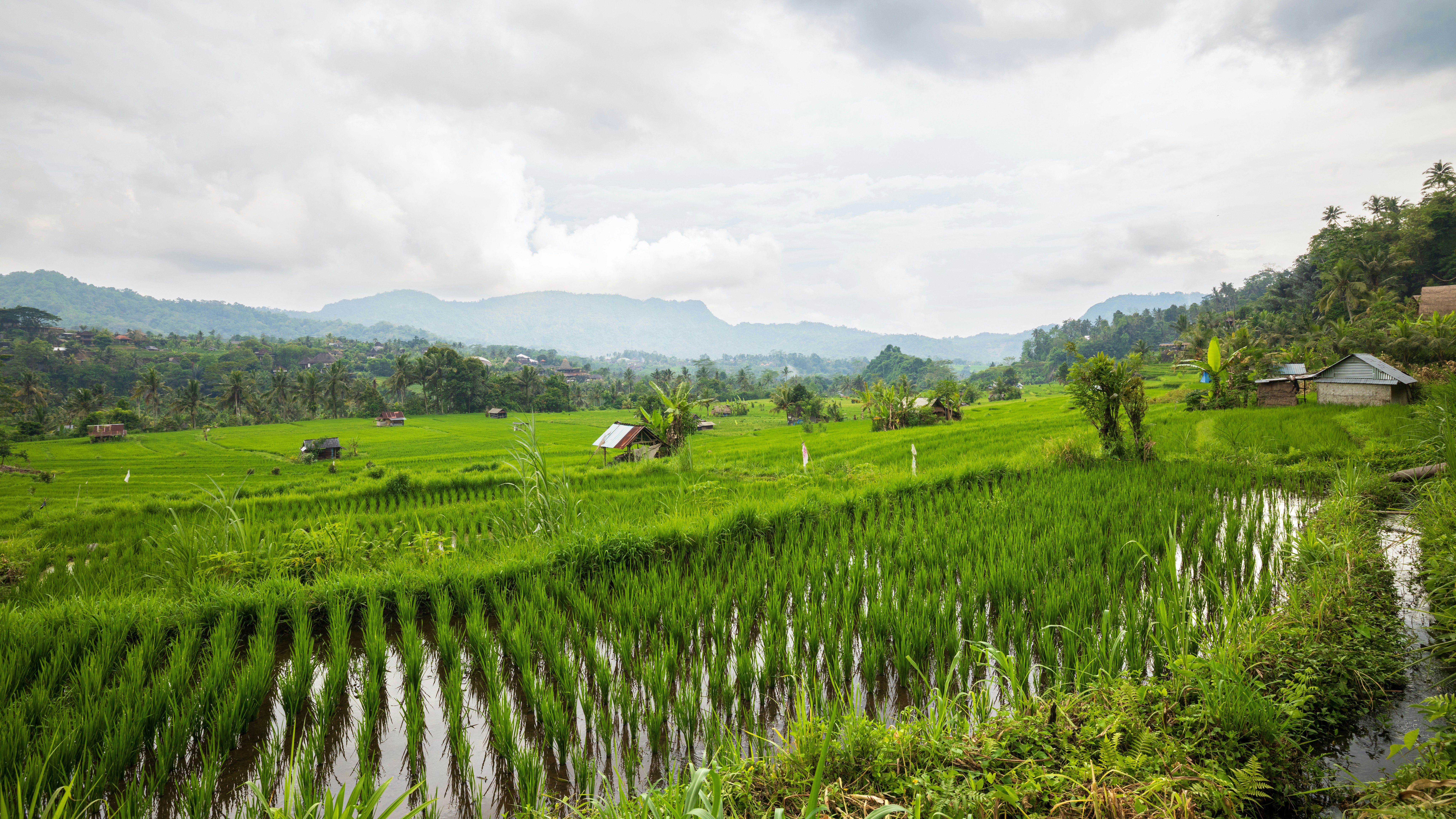Verdant Terraces Under Cloudy Skies