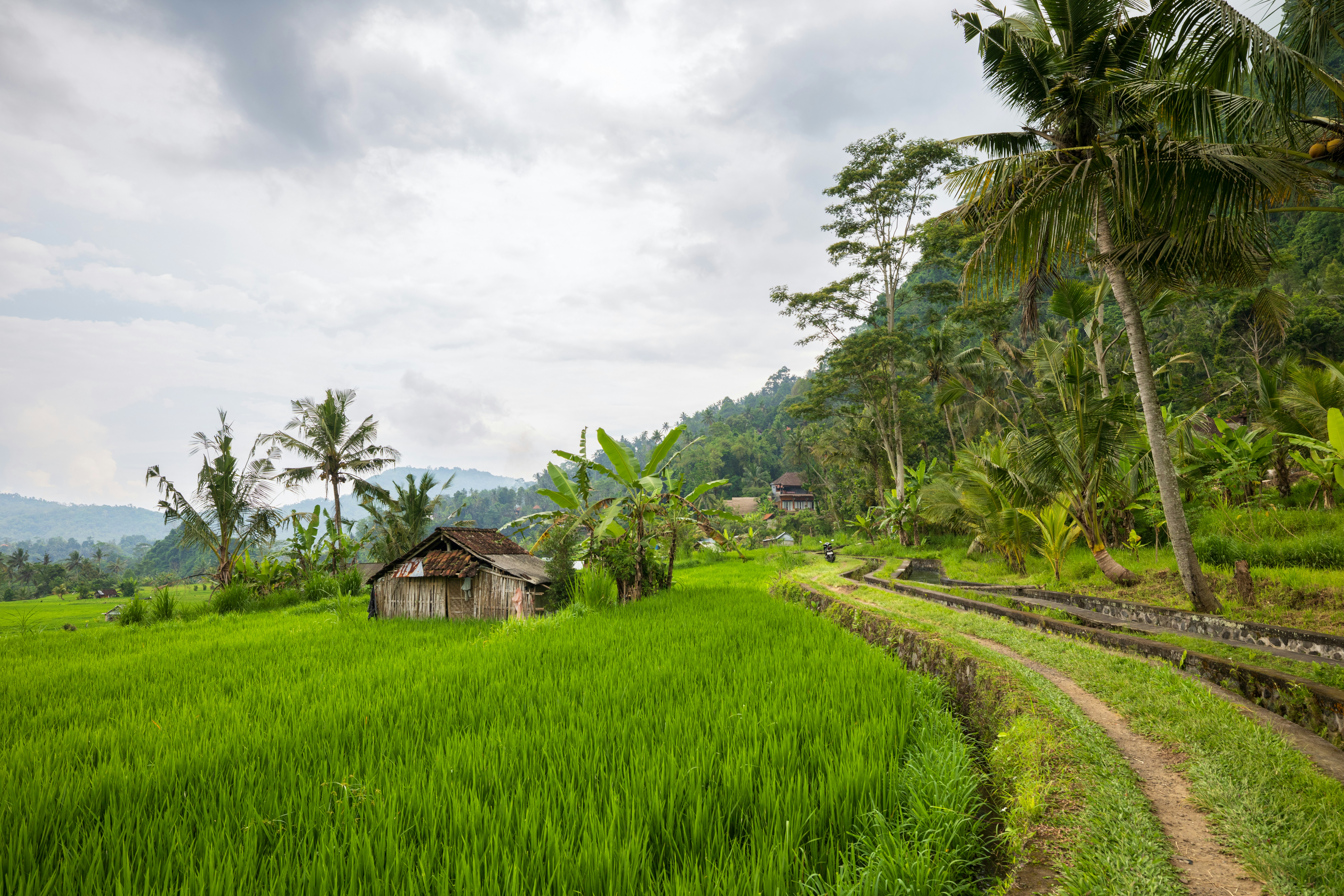 Terraced Rice Field and thatched hut beneath a tropical canopy