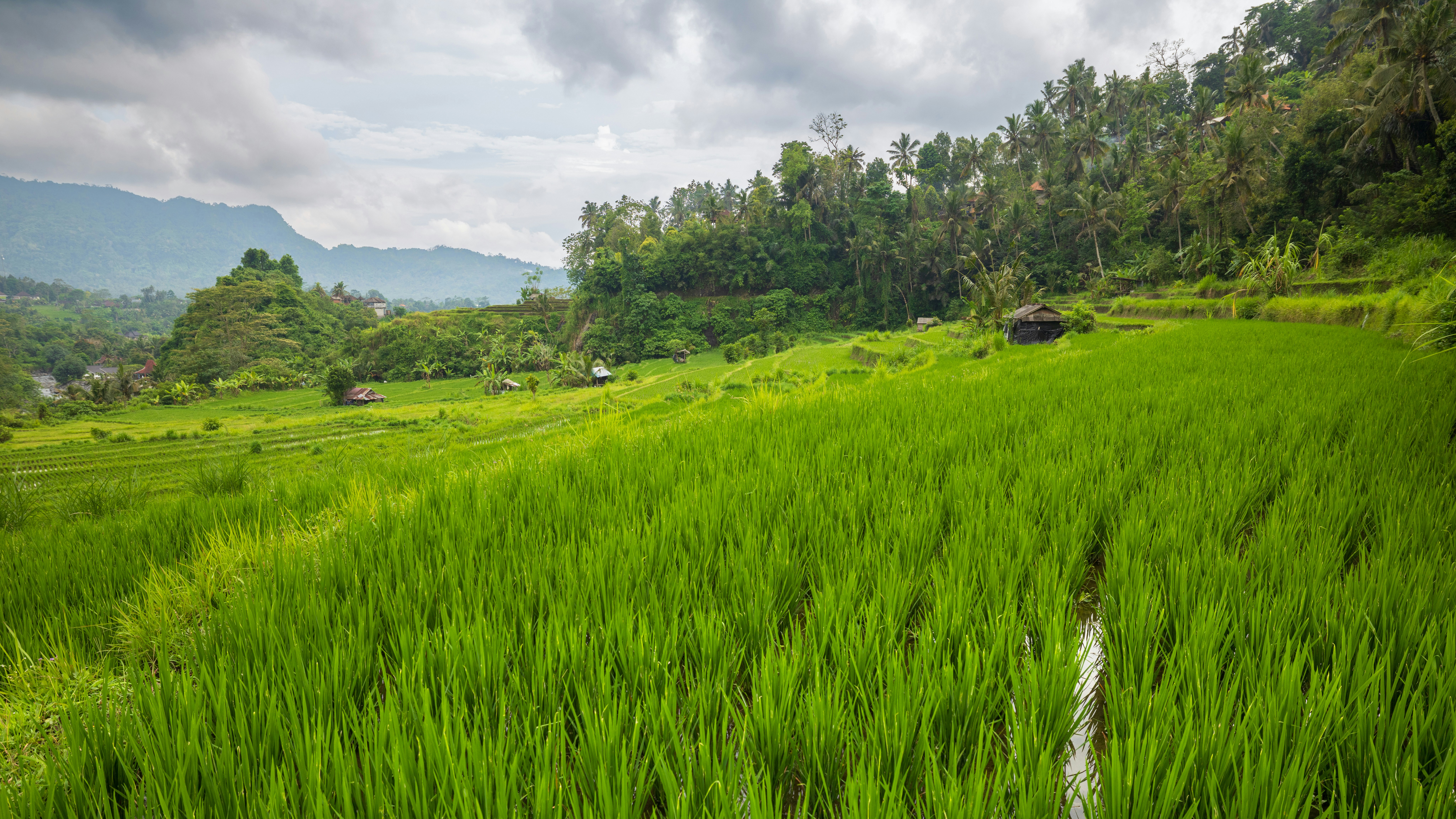 Verdant Terrace: A Quiet Patchwork of Rice Fields in Morning Light