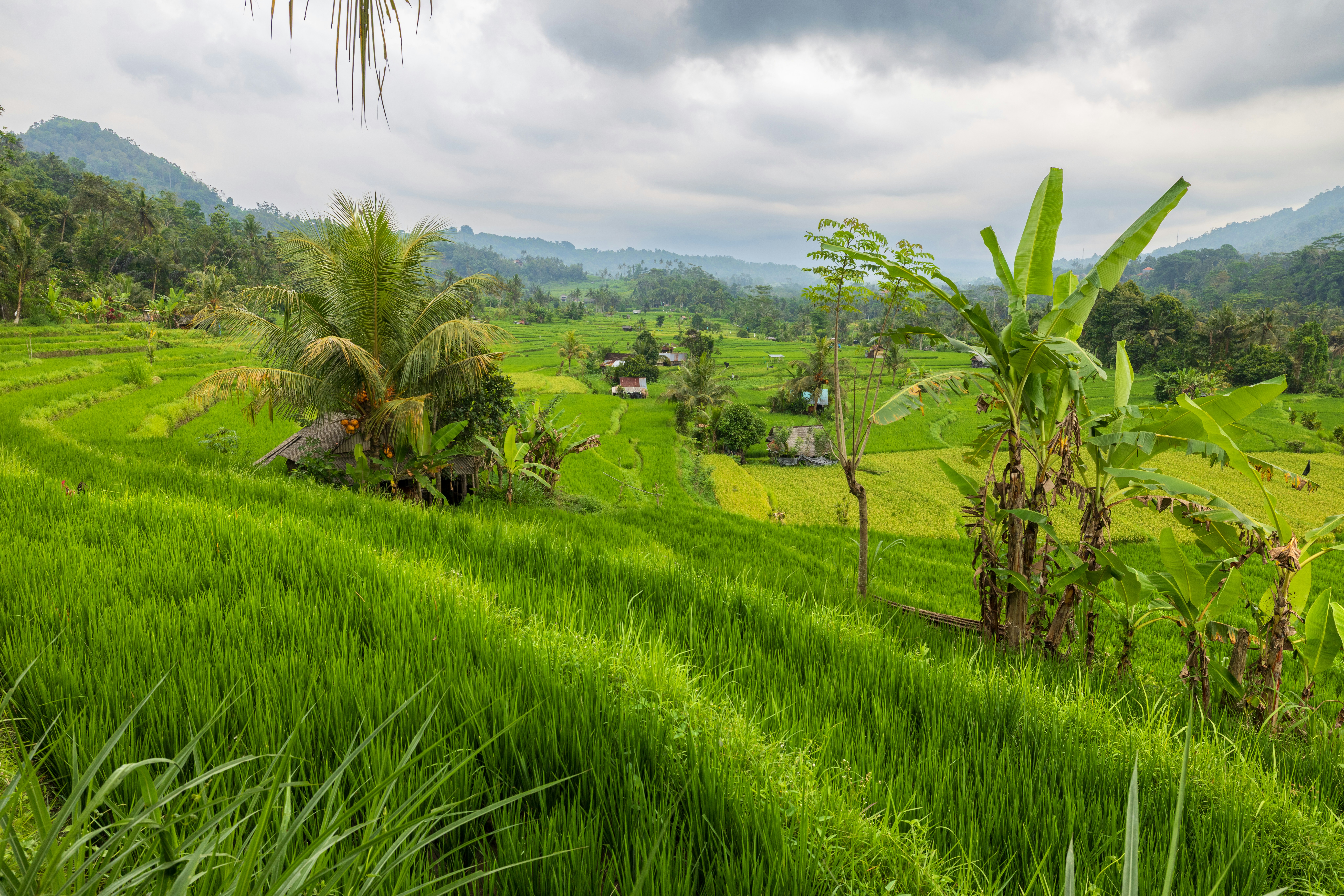 Terraced Rice Fields Under Cloudy Sky