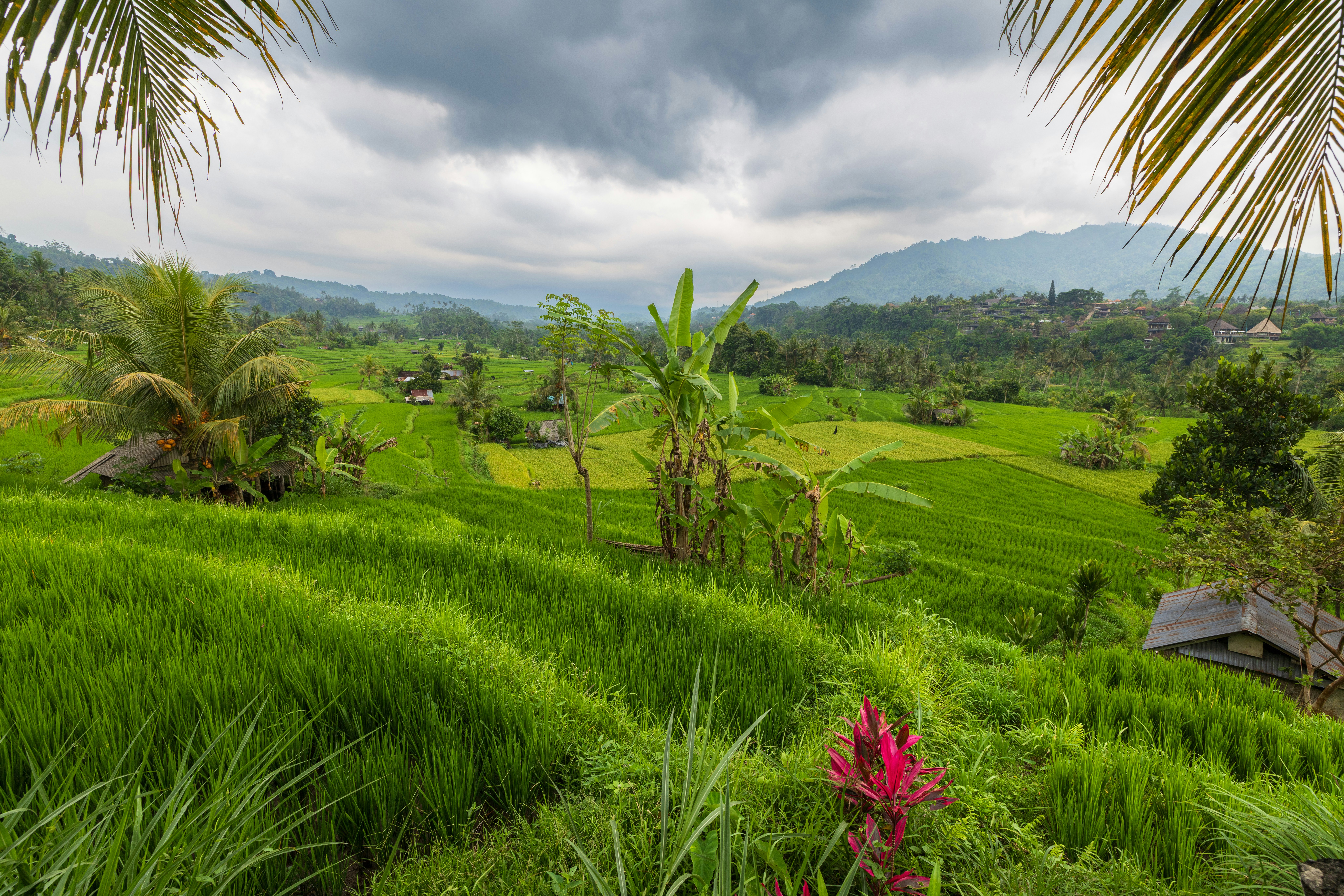 Verdant terraces under a monsoon sky
