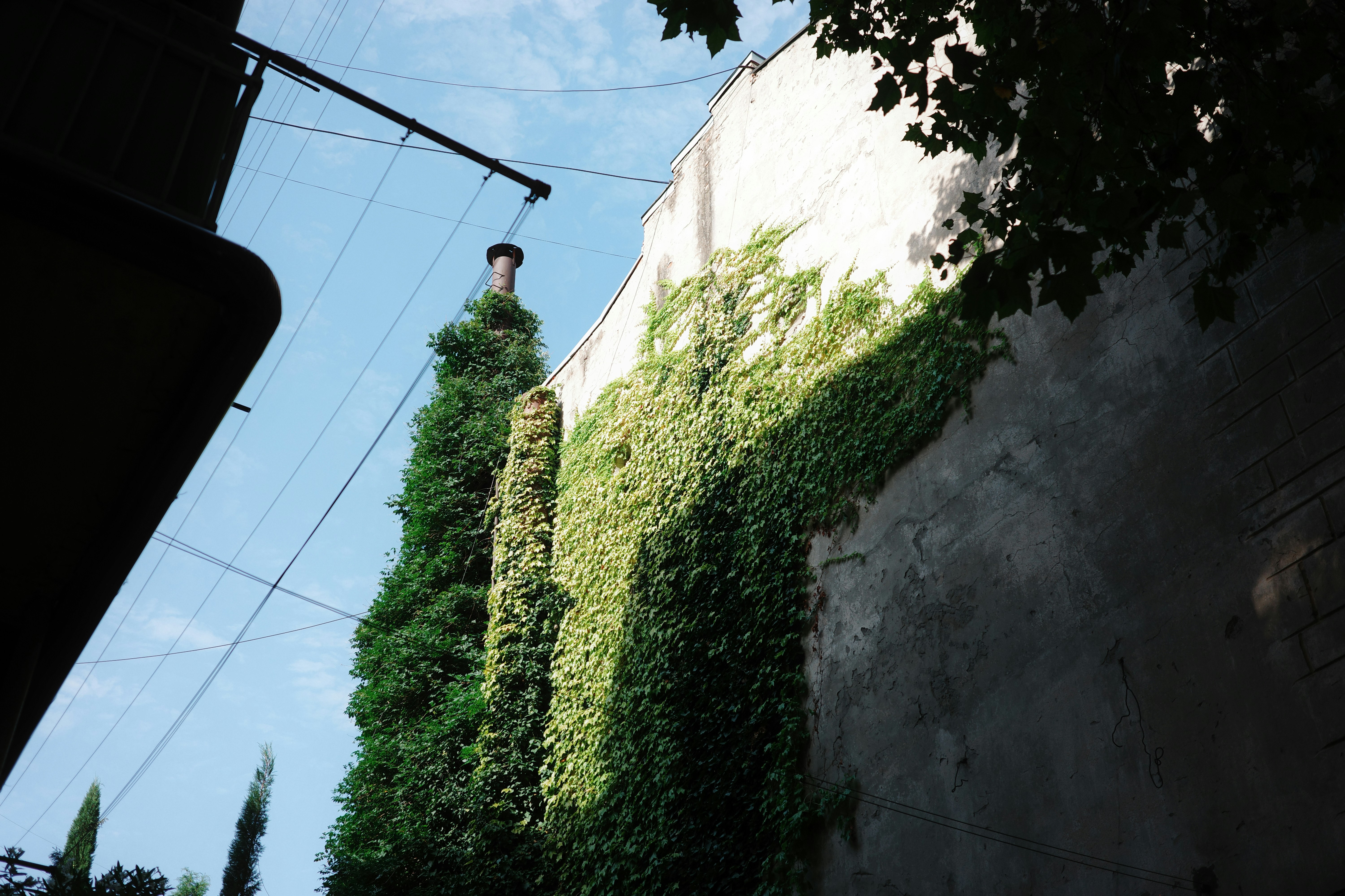 Sunlit ivy climbs a tall concrete wall beside a narrow alley, with a clear blue sky above and overhead power lines crossing the frame.