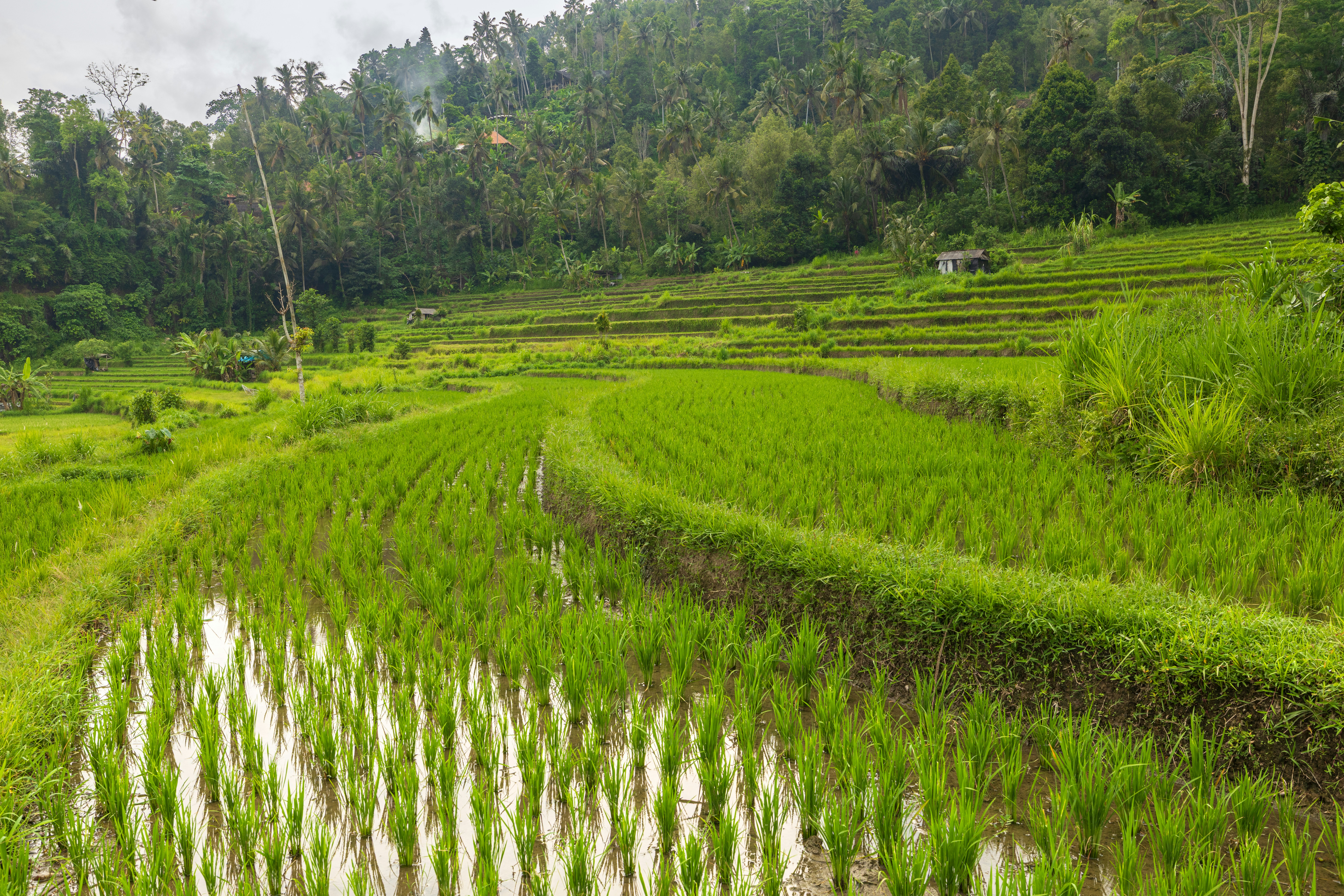 Terraced Green: Rice Paddies Reaching Toward a Misty Mountain Sky