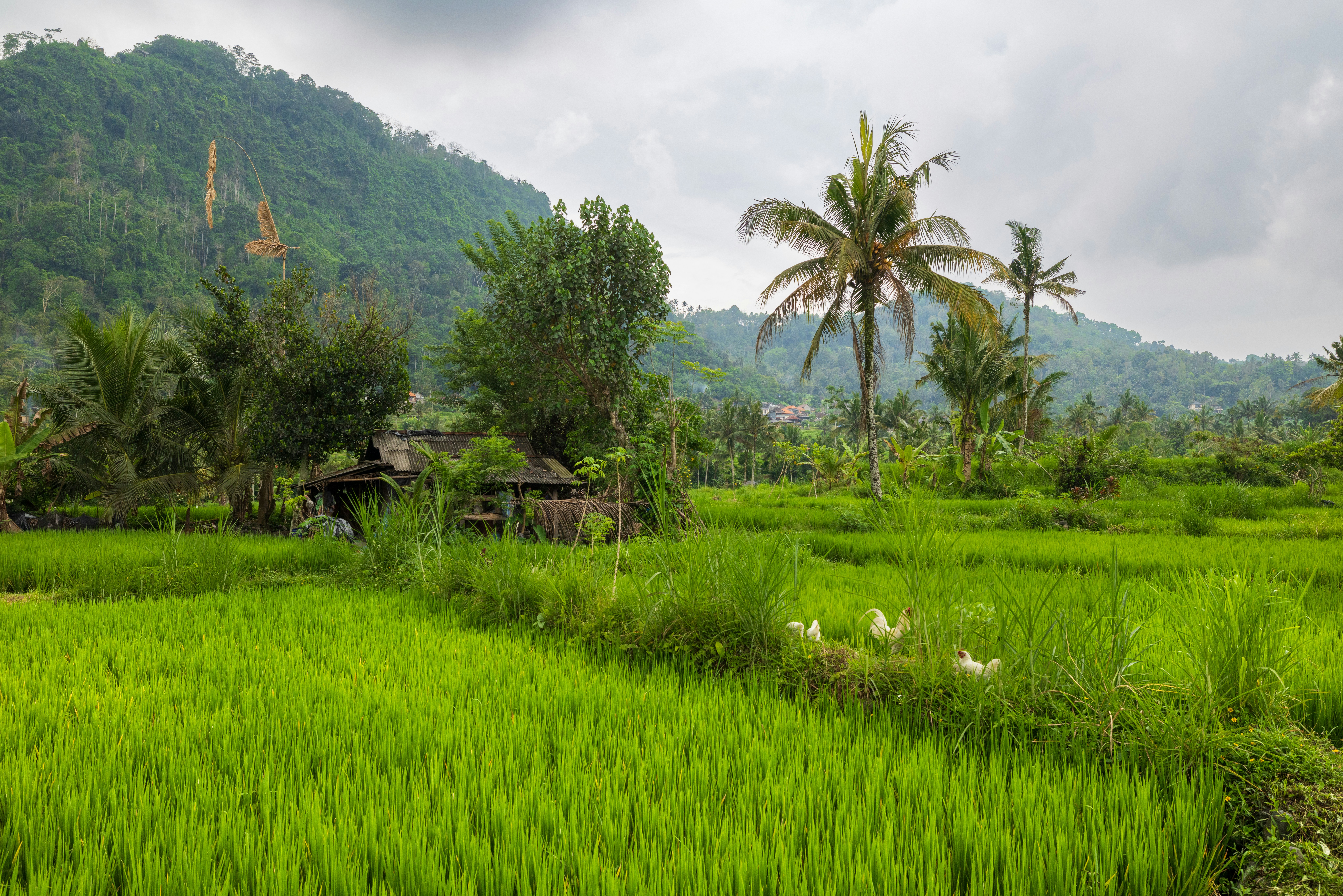 Verdant Terrace Beneath a Cloudy Sky