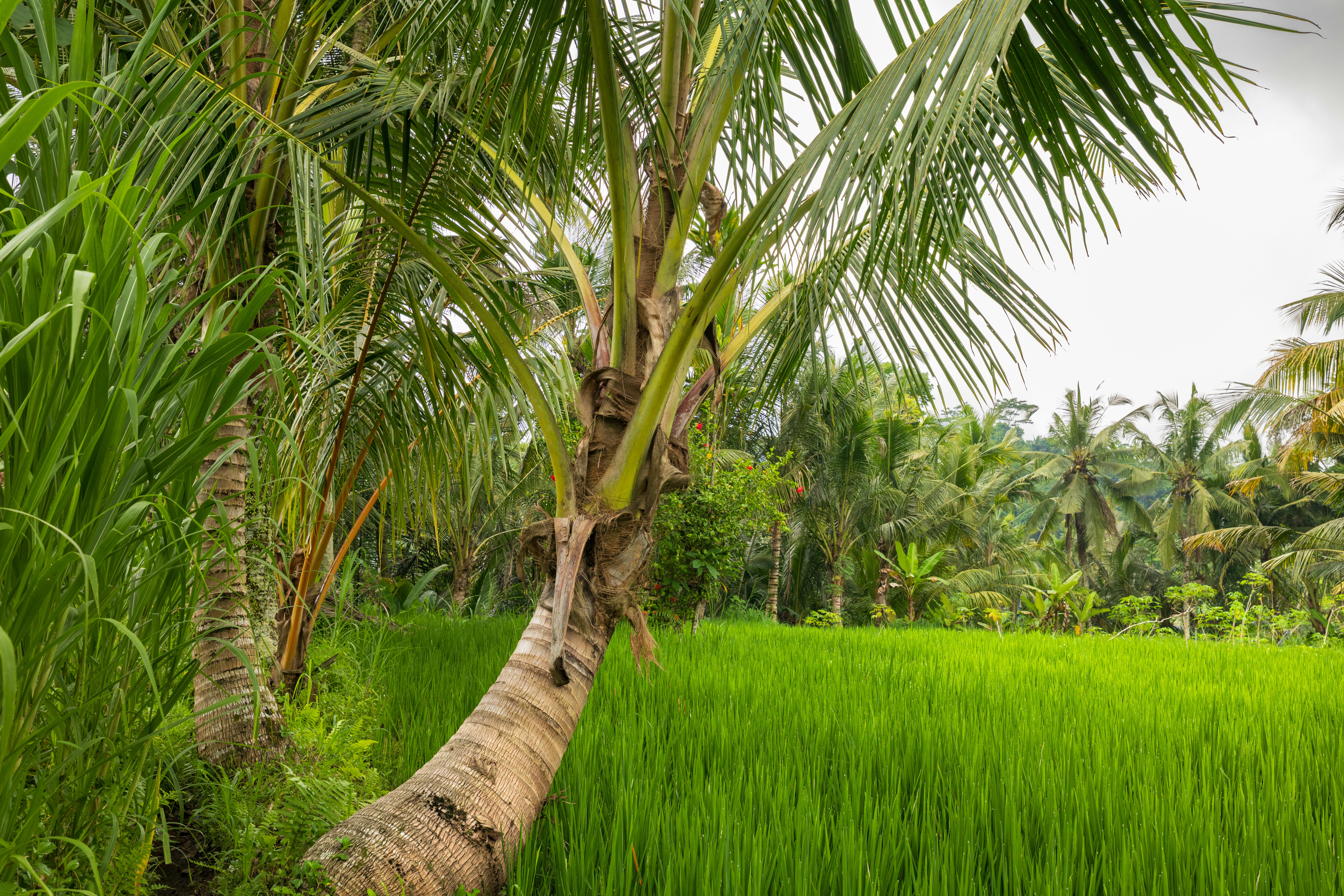 Leaned Palm Over a Verdant Rice Field
