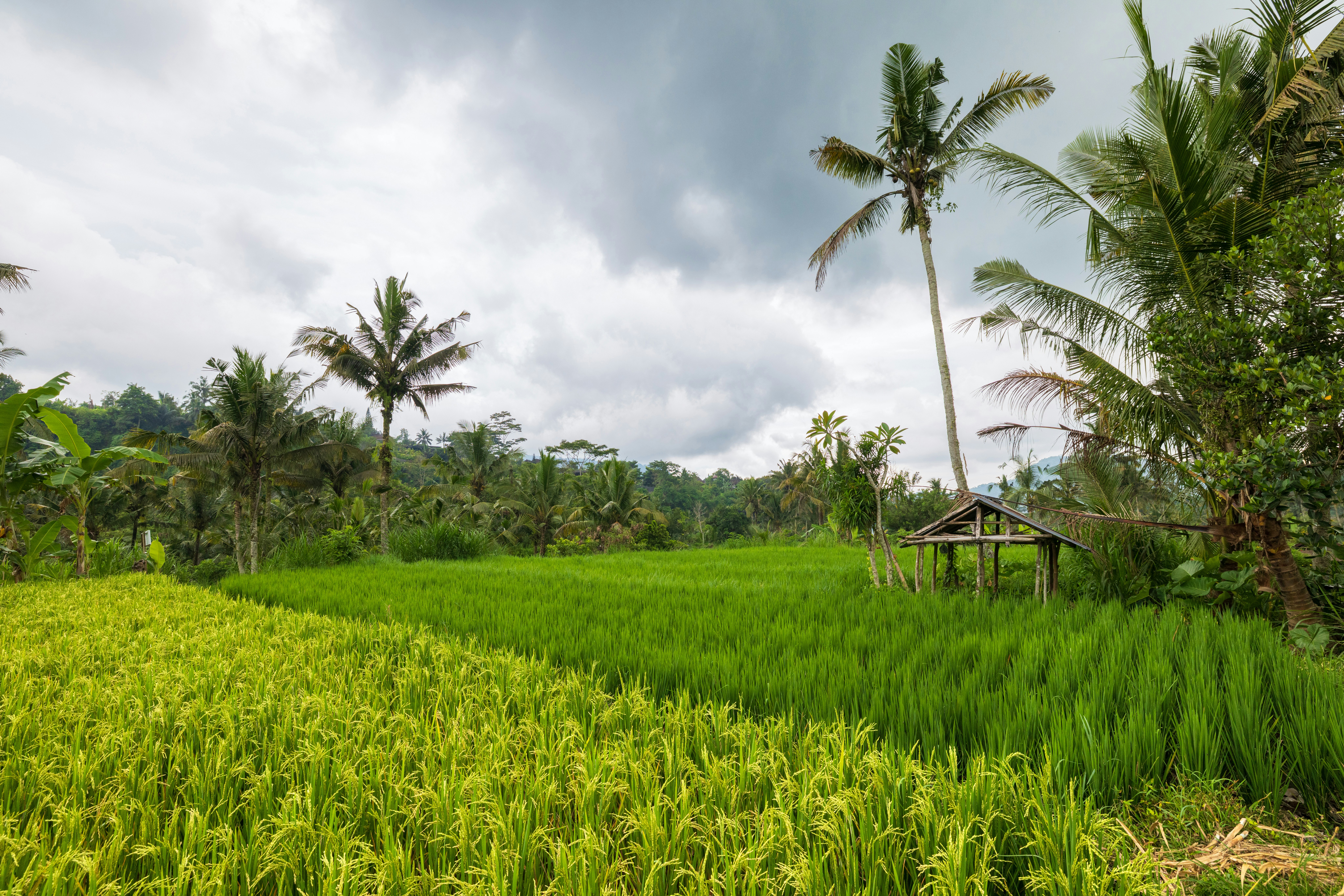 Verdant Terrace Under a Looming Sky
