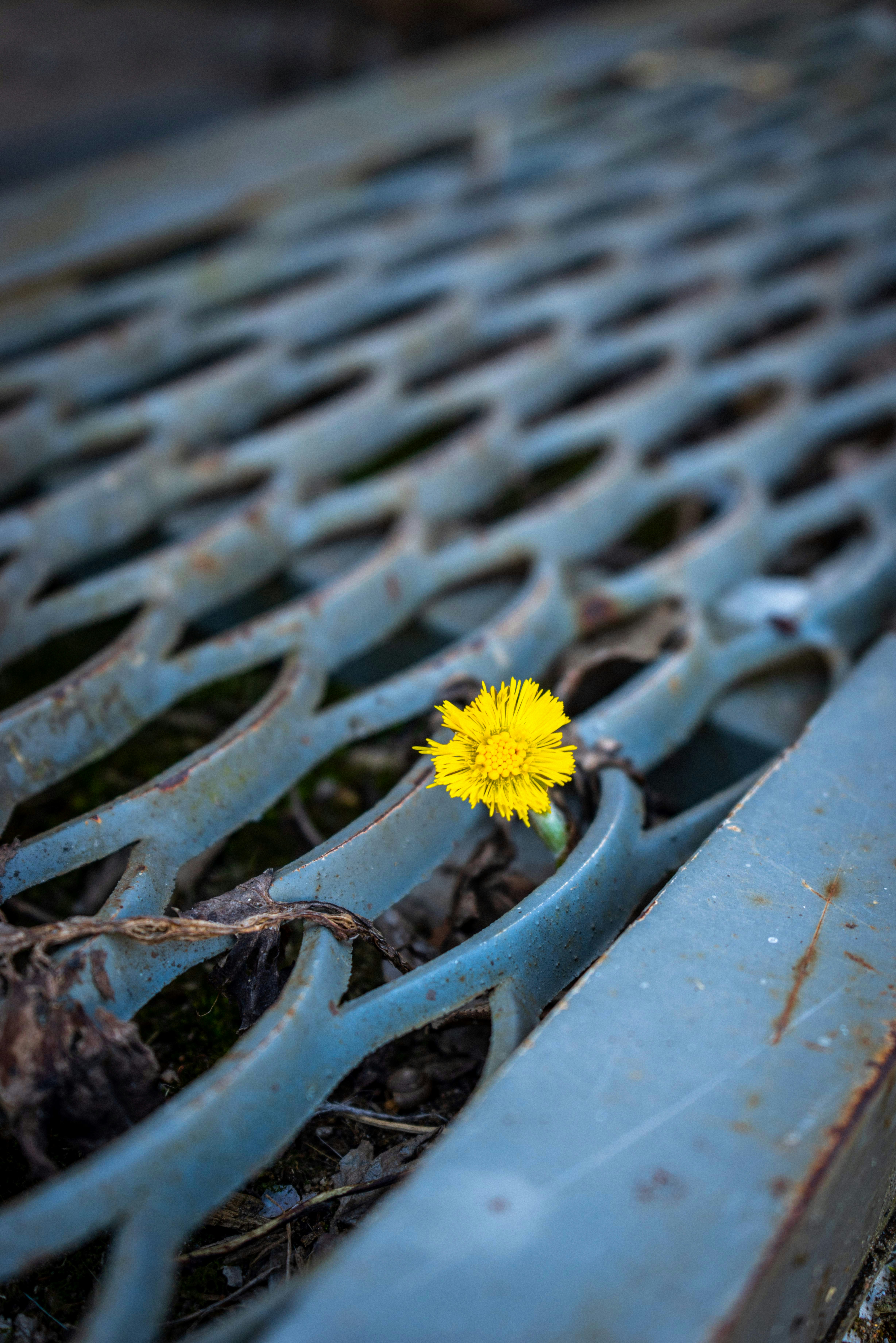 Lonely Yellow Bloom Against a Rusted Grid