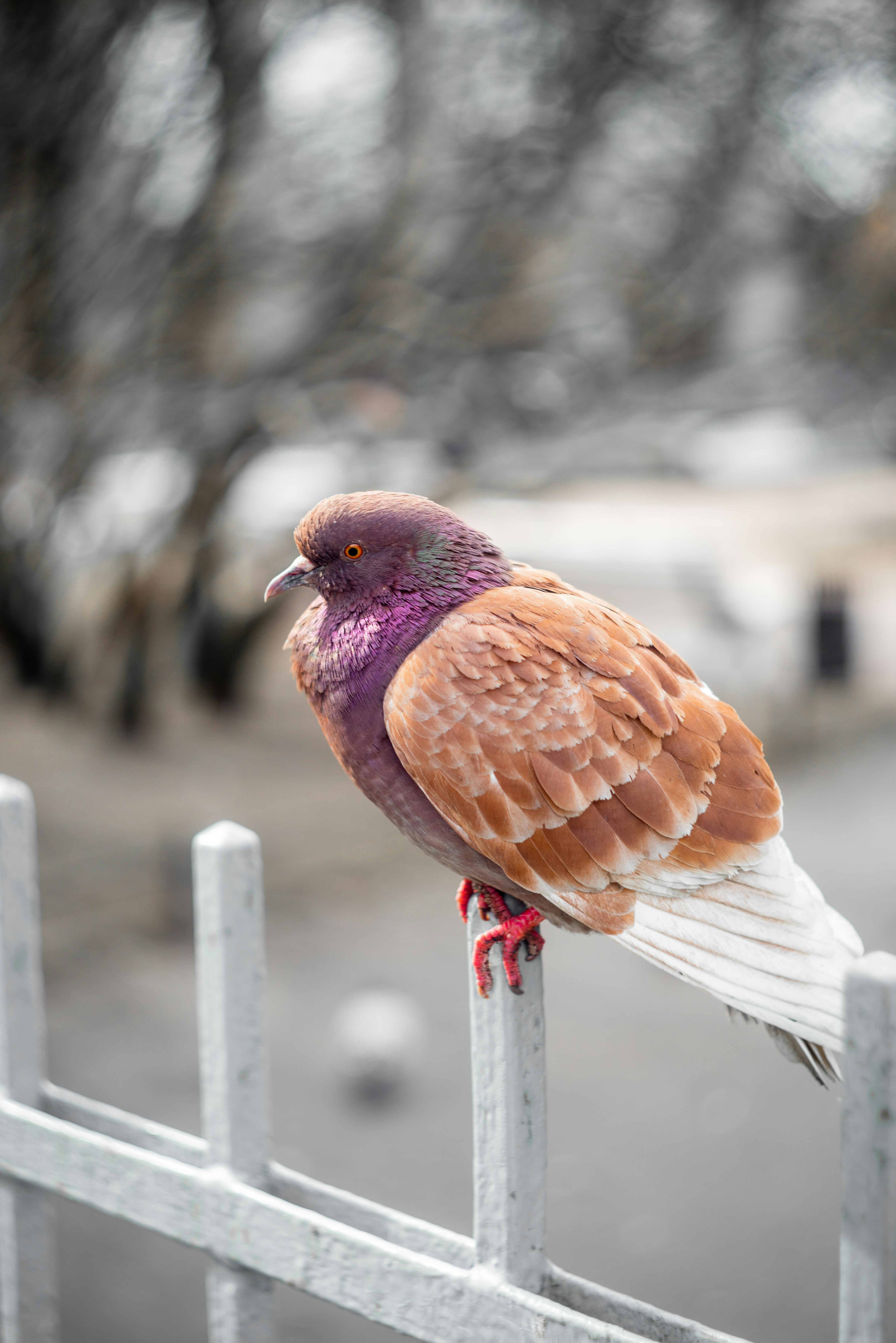Rosy Purple Ring-Ded Pigeon Perched on a Shabby Fence